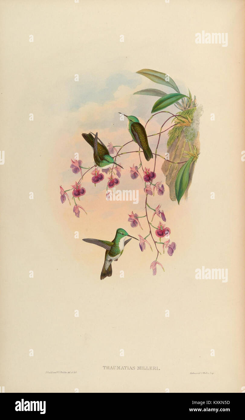 This plate from a monograph on the Trochilidae family (hummingbirds ...
