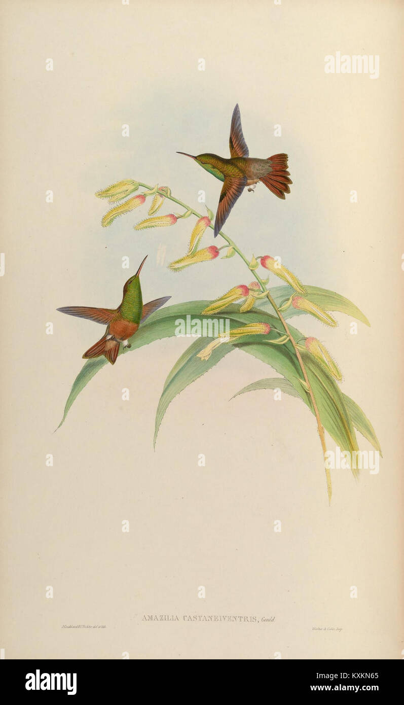 This monograph illustration, Plate 310, depicts species of the ...