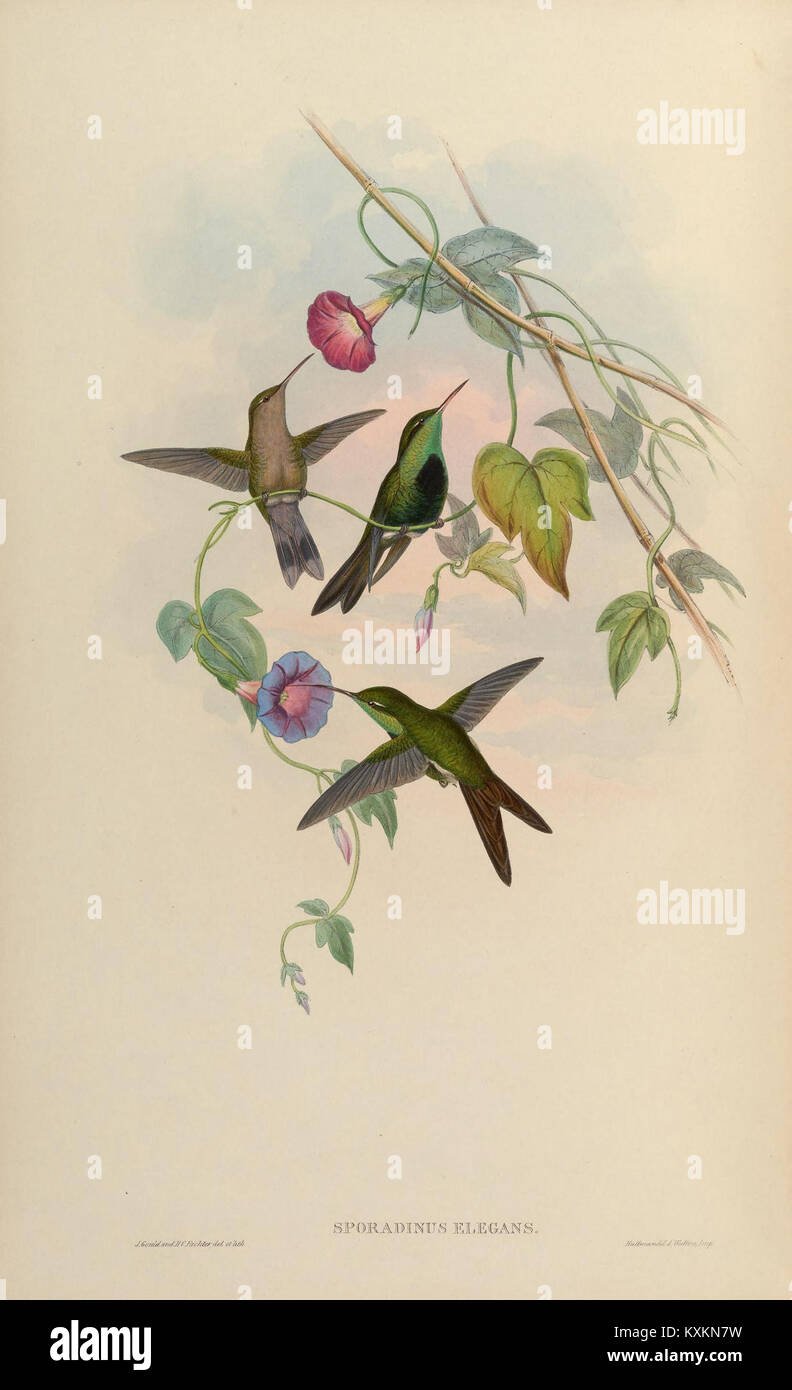 Plate 347 from the monograph on the family Trochilidae, commonly known ...