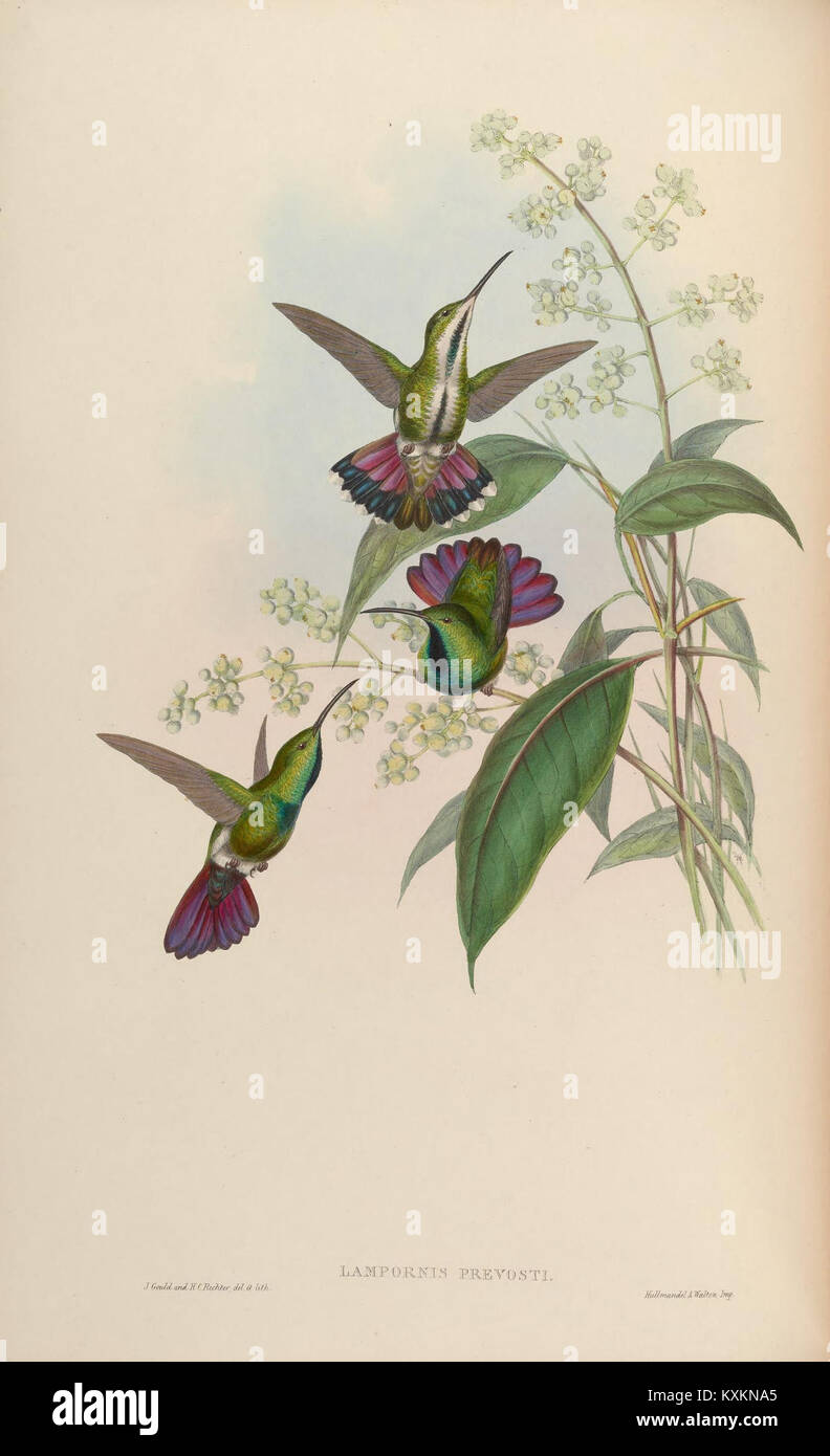 This plate from the Trochilidae monograph illustrates a specific ...