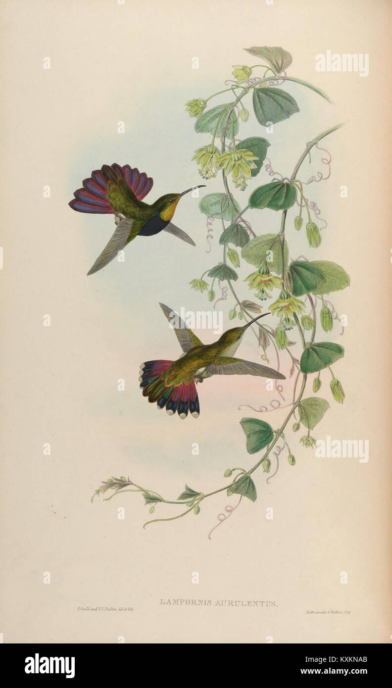 This plate from a monograph on the Trochilidae family presents detailed ...