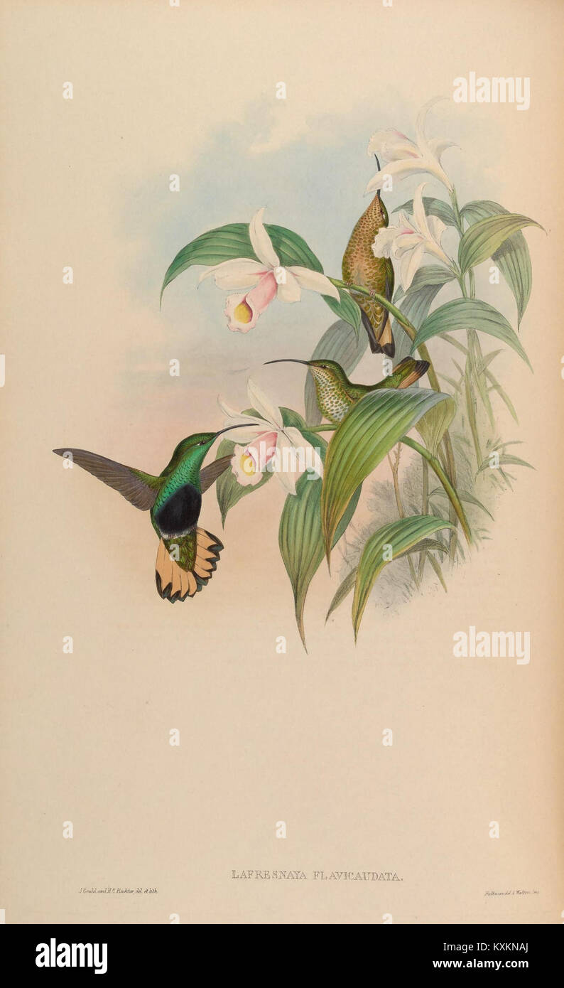 This plate from a monograph on the Trochilidae family provides a ...