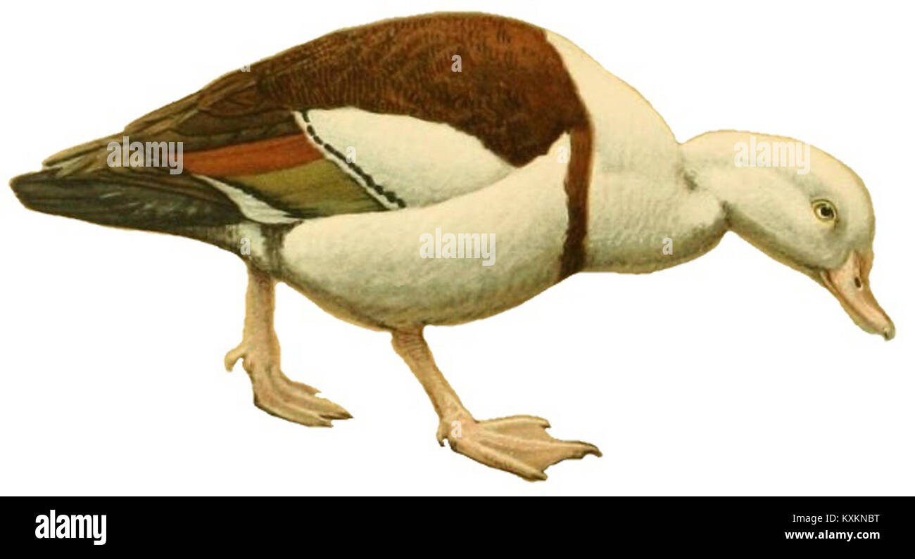 Plate 16 from 'A Natural History of the Ducks' provides a visual ...