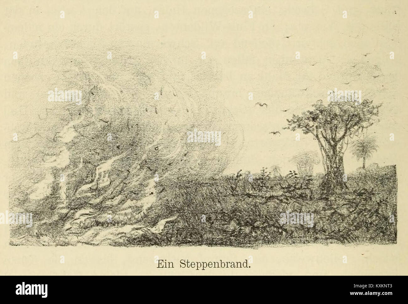 The photograph 'Ein Steppenbrand' (Steppe Fire) by B. Ttikofer captures ...
