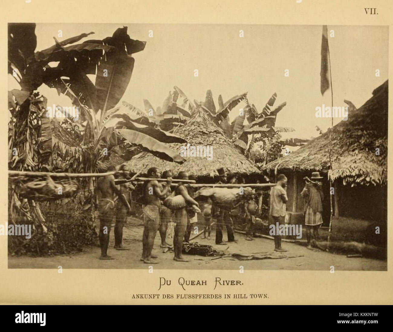 This photograph from 1890 shows the arrival of a hippopotamus at Du ...