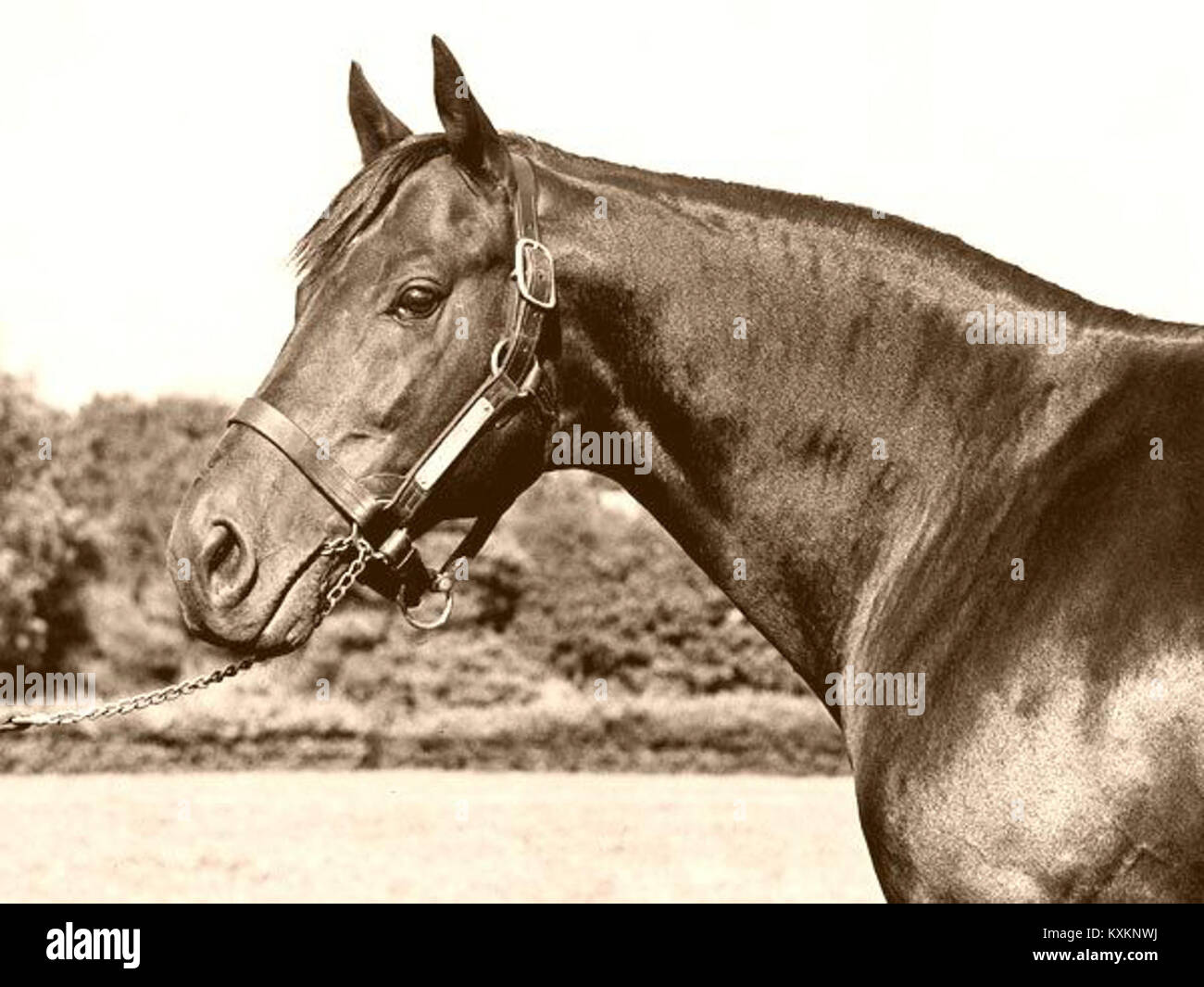 Ambiorix hi-res stock photography and images - Alamy