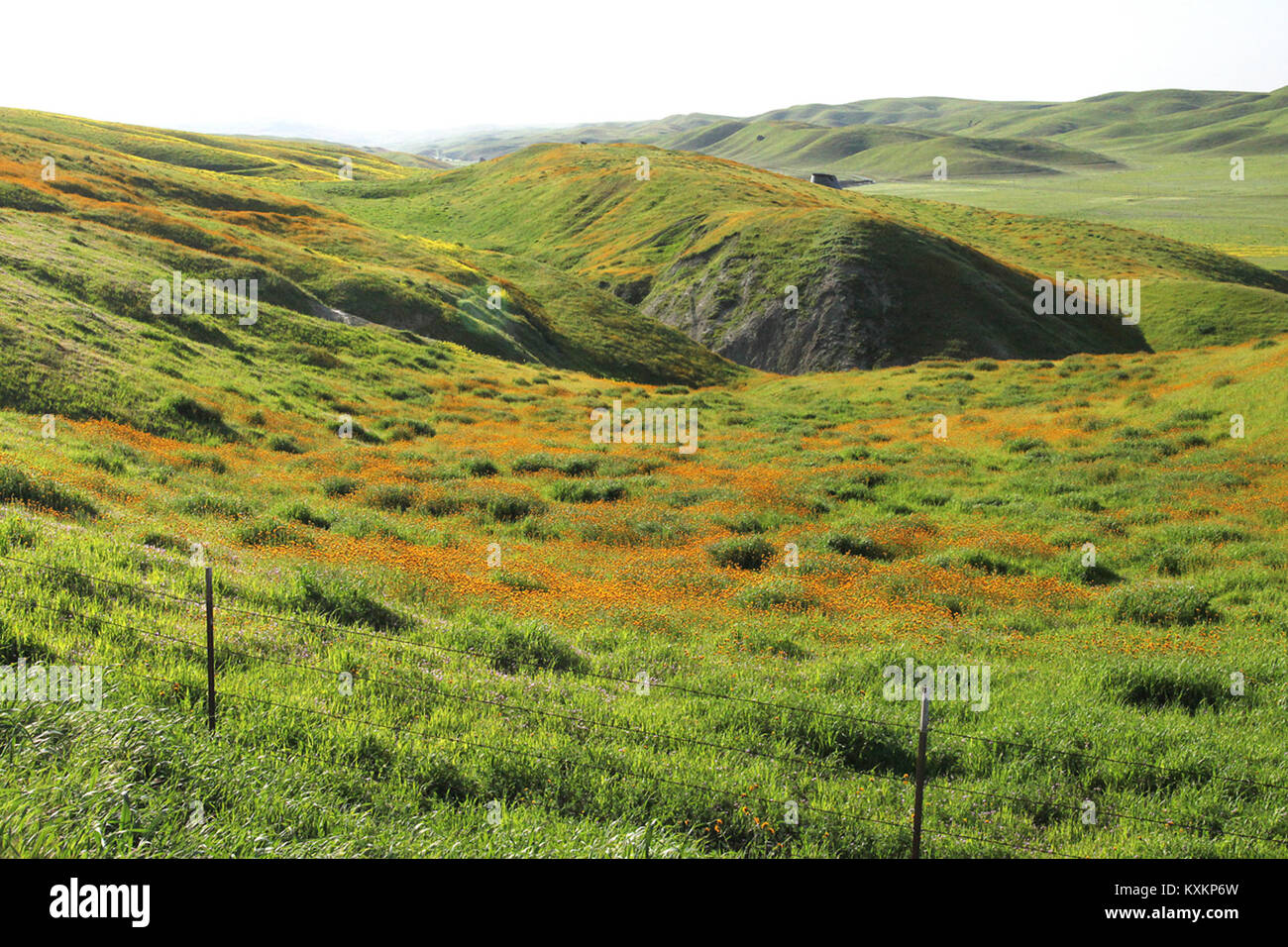 BITTERWATER VALLEY (3-18-10) –021 copy (4464201819 Stock Photo - Alamy