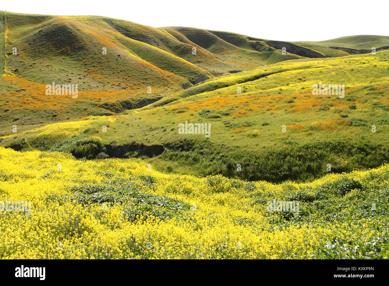 BITTERWATER VALLEY (3-18-10) –050 copy (4464995264 Stock Photo - Alamy