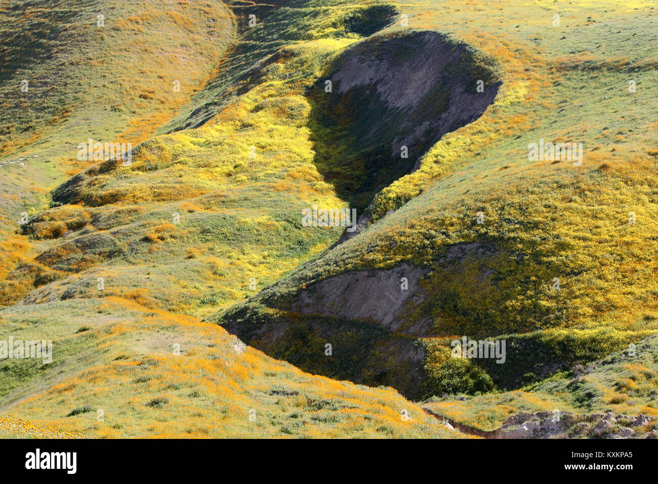 BITTERWATER VALLEY (3-18-10) –054 copy (4464998378 Stock Photo - Alamy