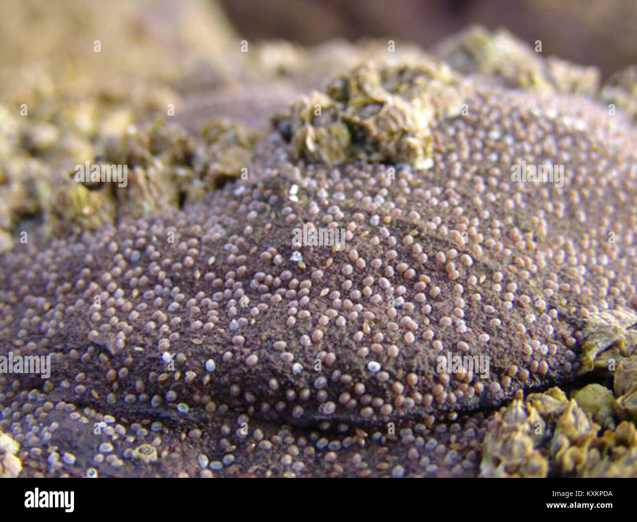 A scientific image showing newly settled barnacles, illustrating the ...