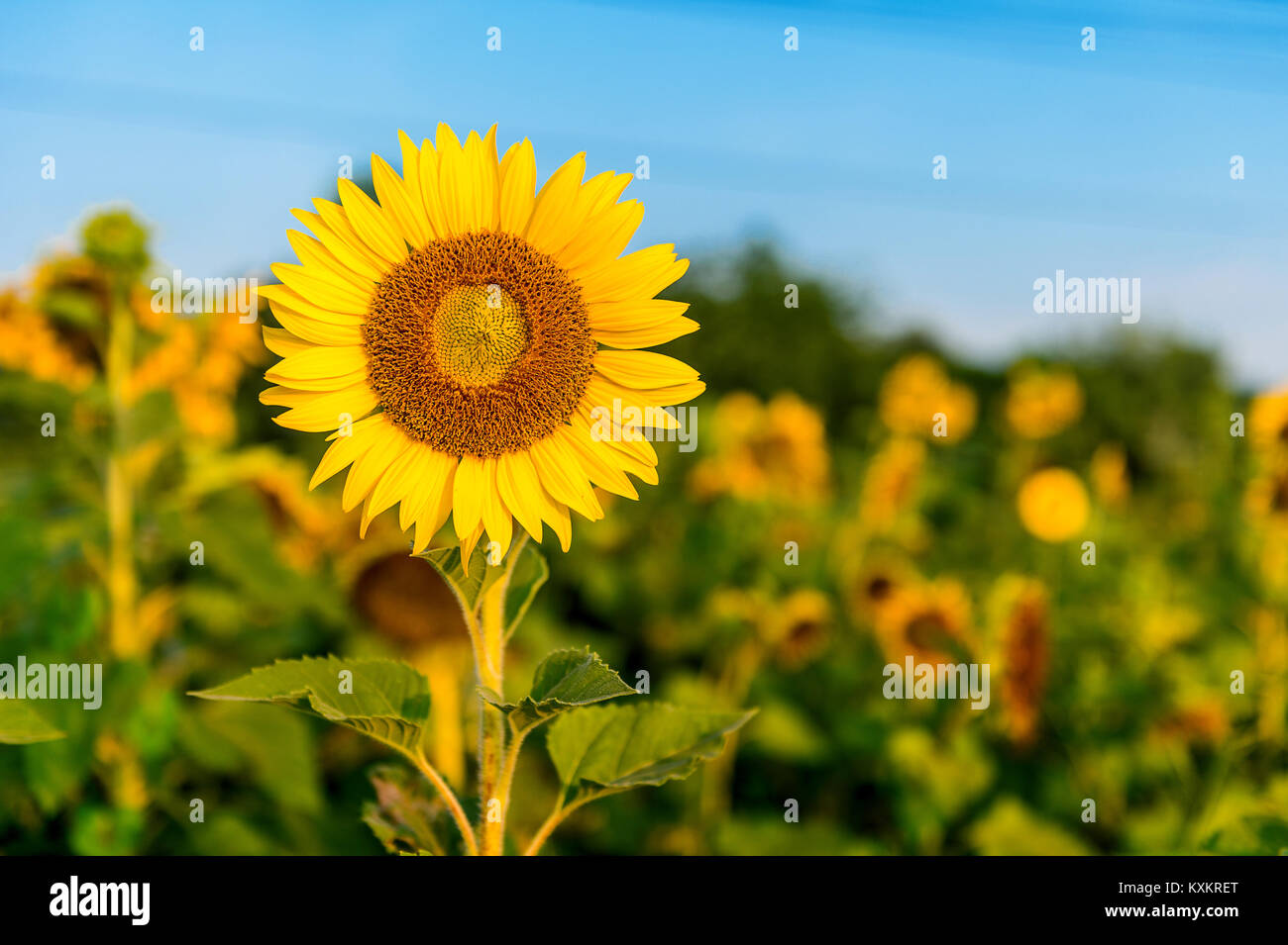 Sunflower natural background hi-res stock photography and images - Alamy
