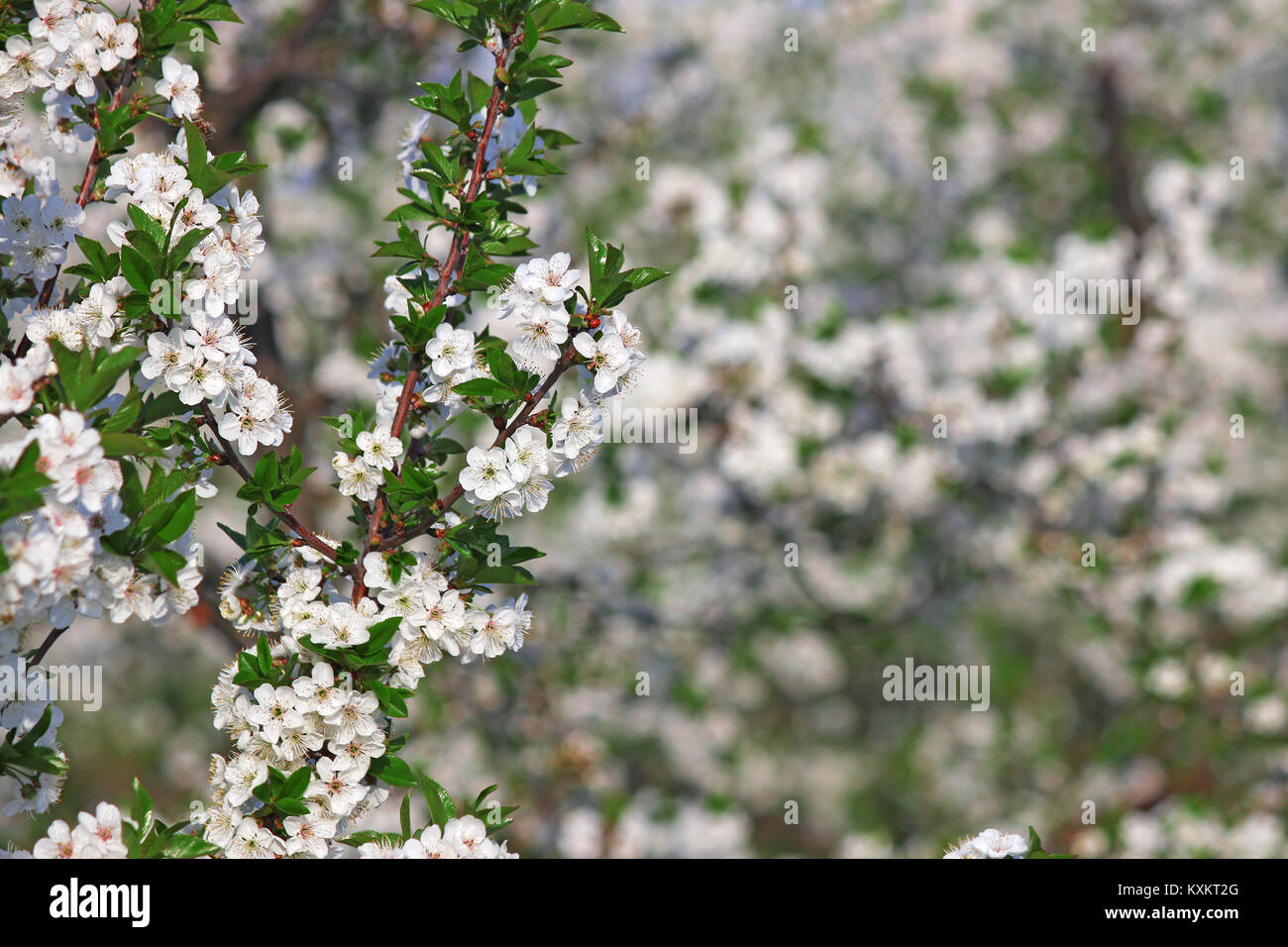 orchard tree branch with flowers spring season Stock Photo - Alamy