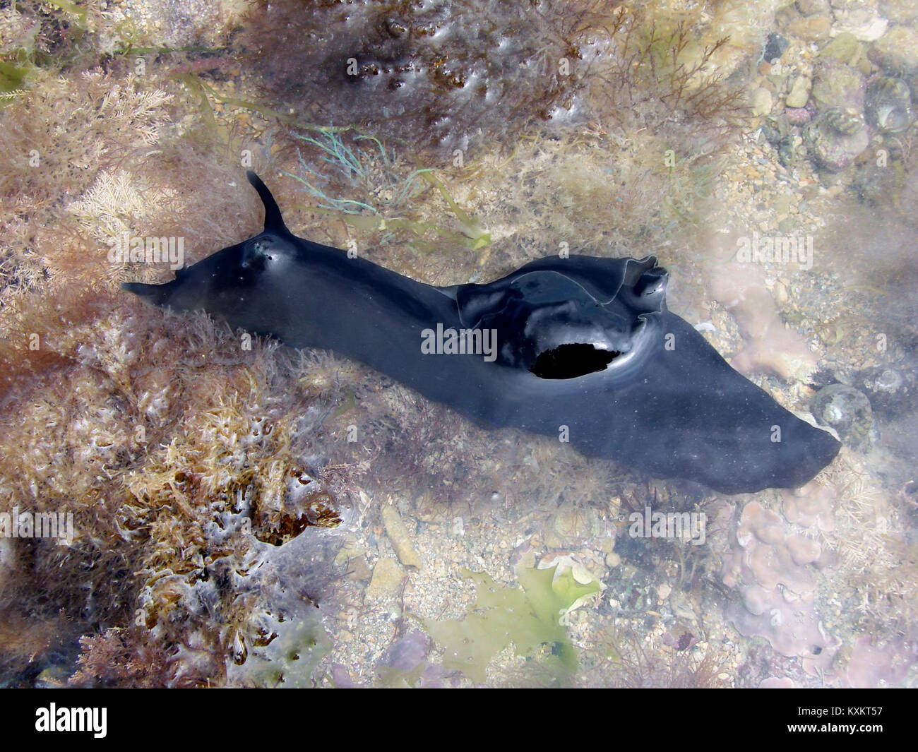 Lièvre de mer hi-res stock photography and images - Alamy