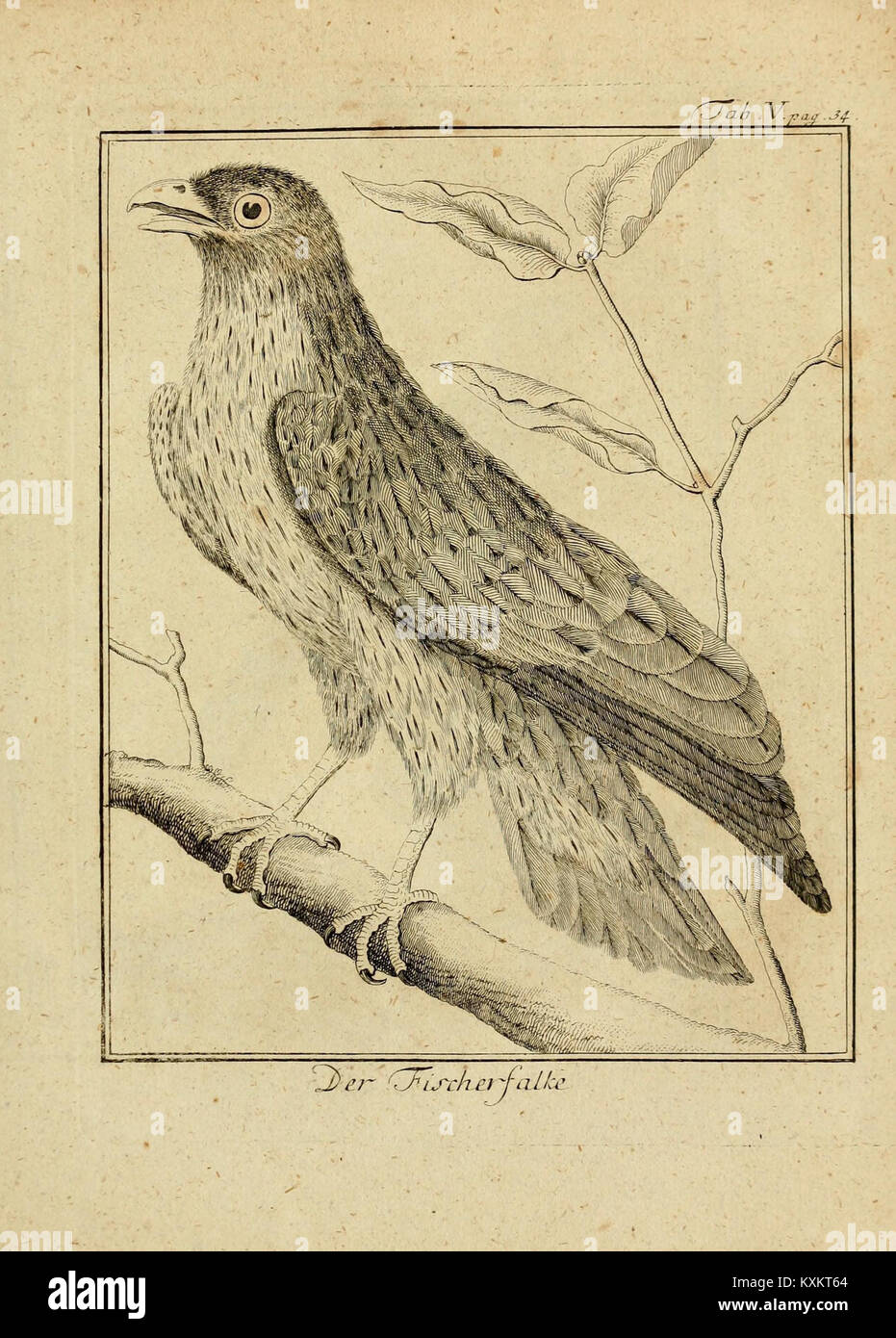 Bäffon's Natural History of Birds is a comprehensive study of bird ...