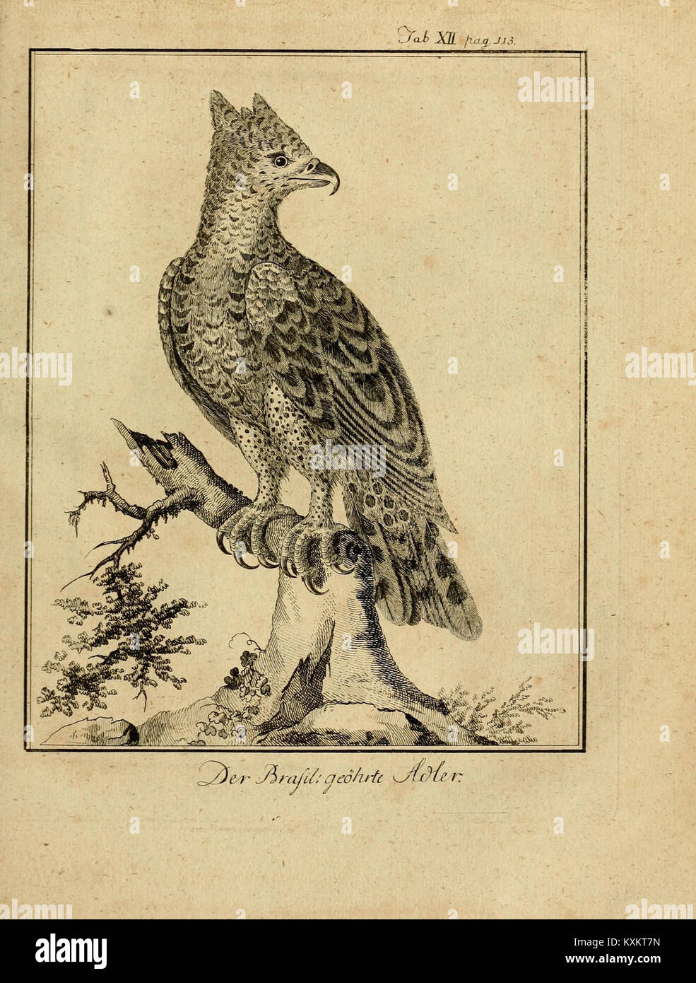 Scientific illustration study bird hi-res stock photography and images ...