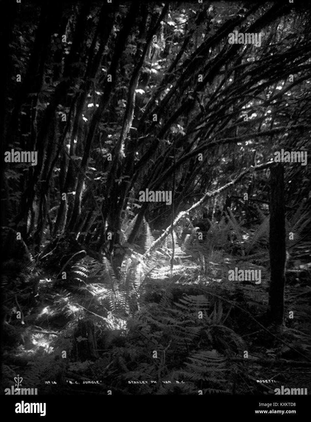 B c jungle hi-res stock photography and images - Alamy