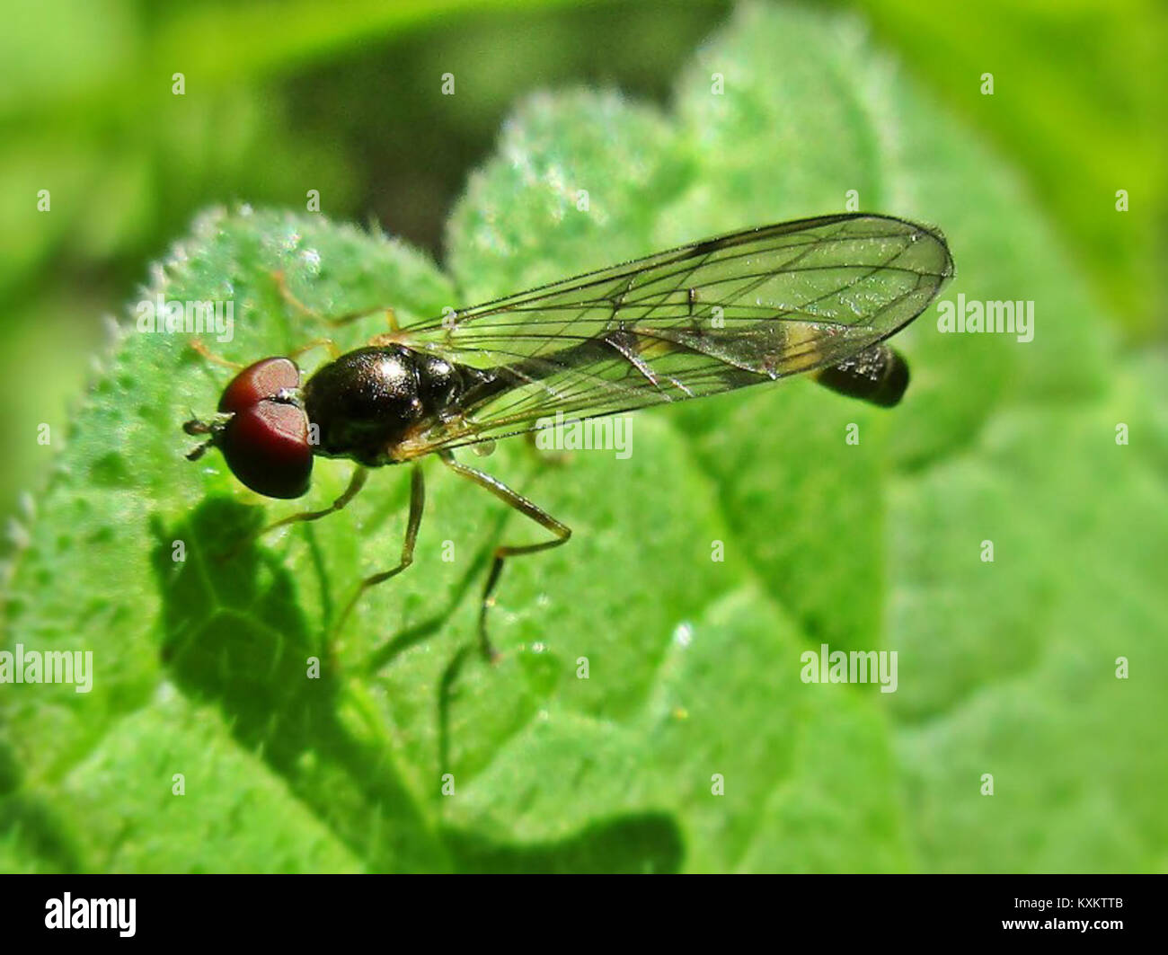 Baccha hi-res stock photography and images - Alamy