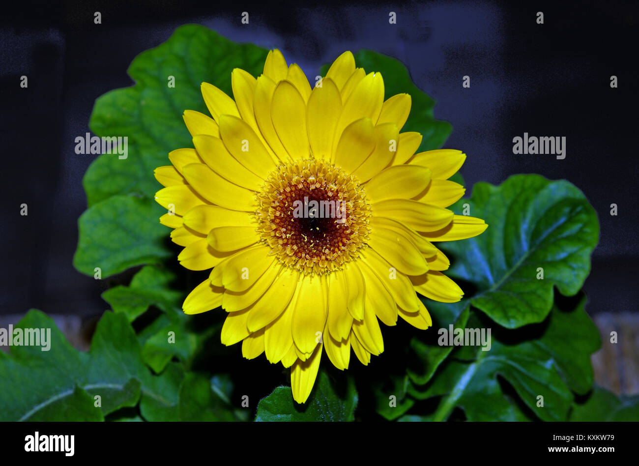 Yellow flower close up Stock Photo - Alamy