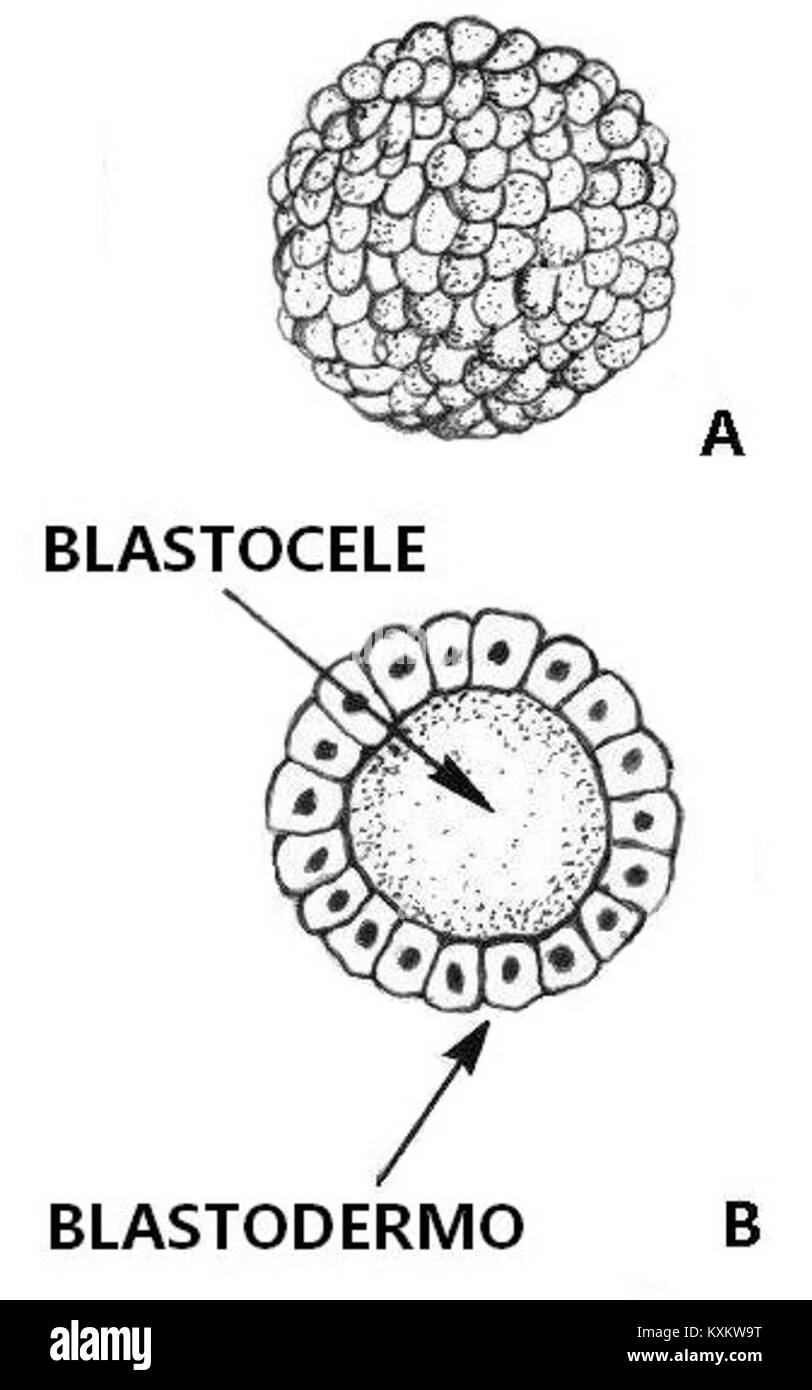 Blastula