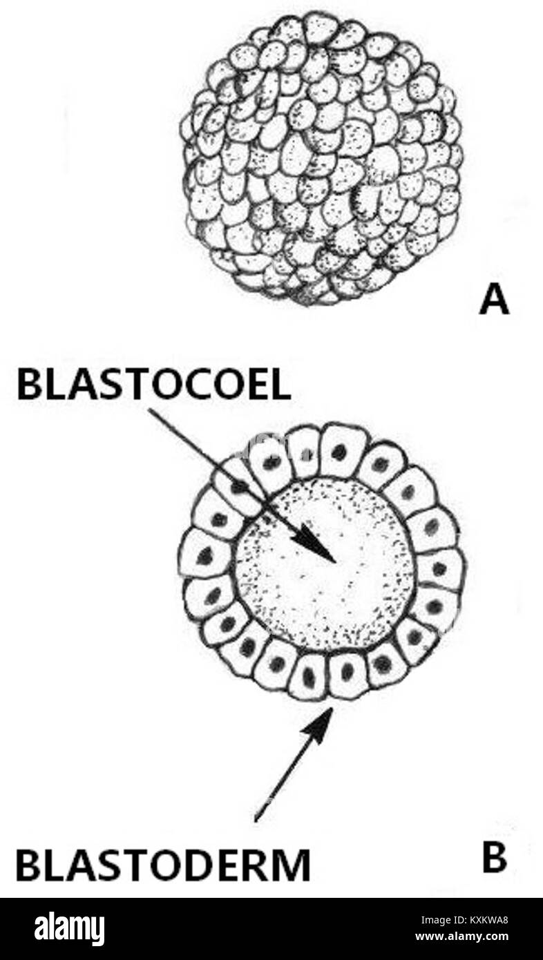 Blastula