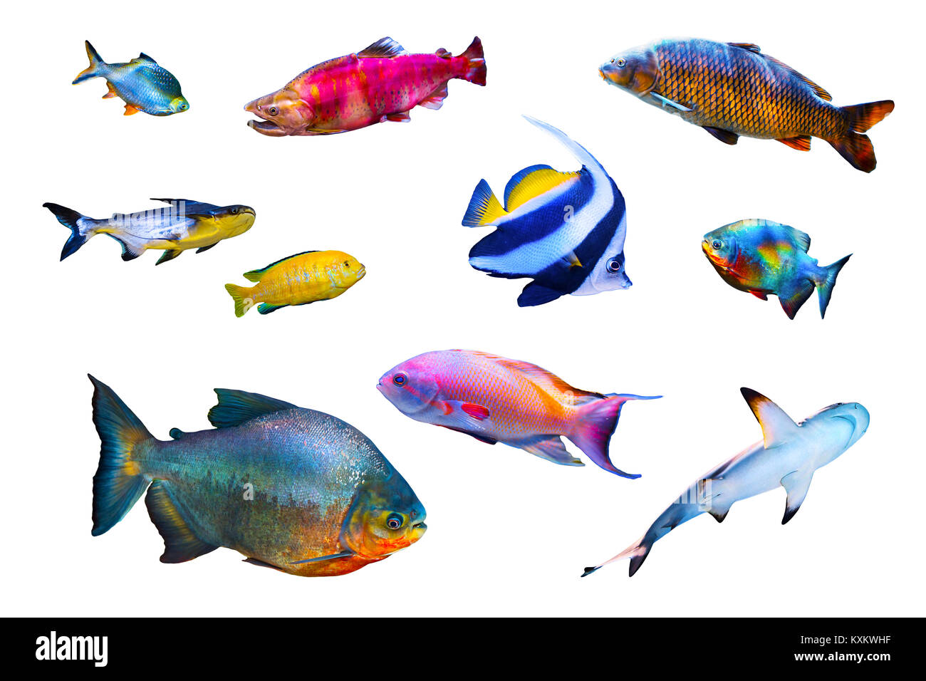 Aquarium fish collection hi-res stock photography and images - Alamy
