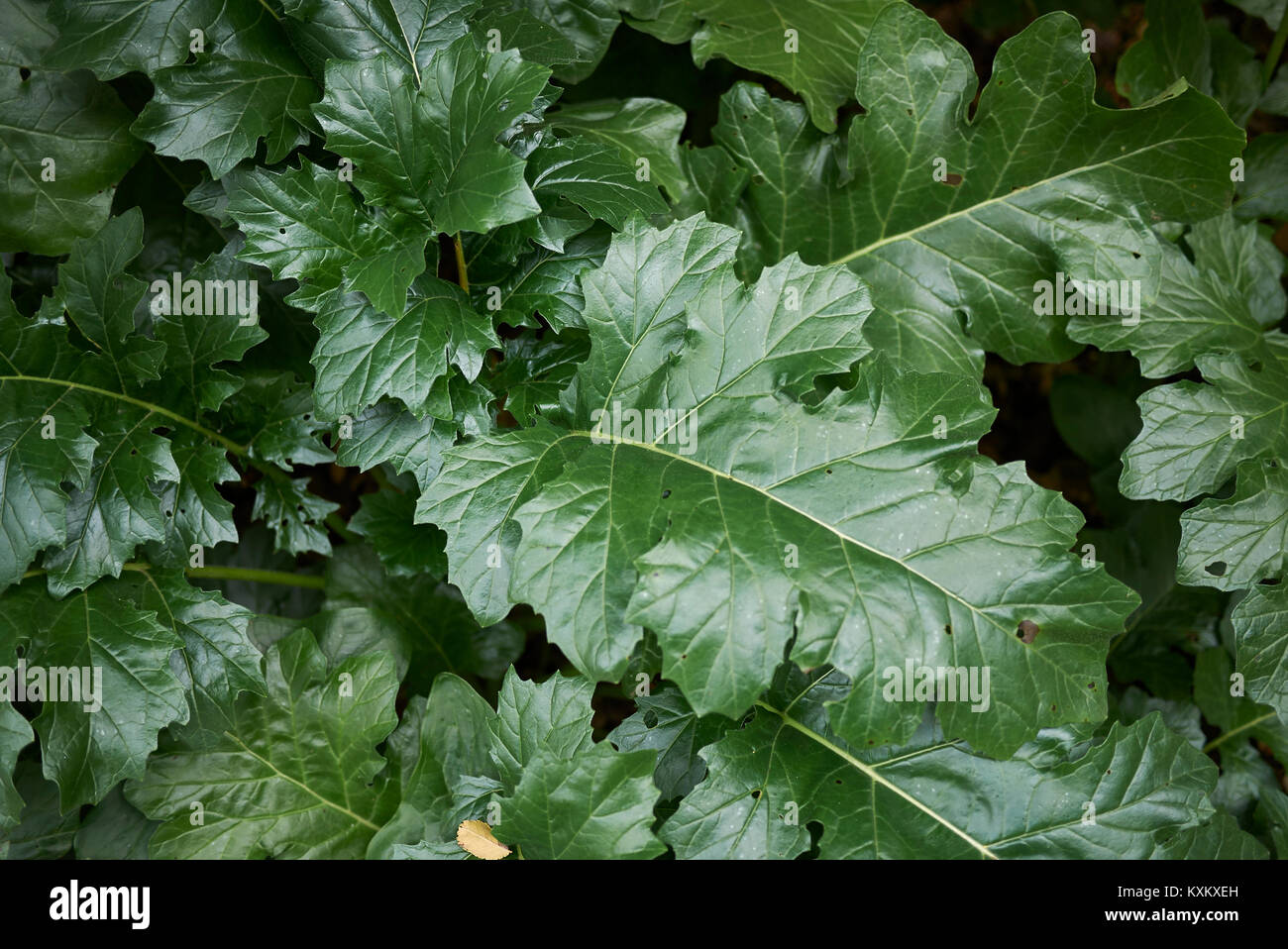 Acanthus leaf hi-res stock photography and images - Alamy
