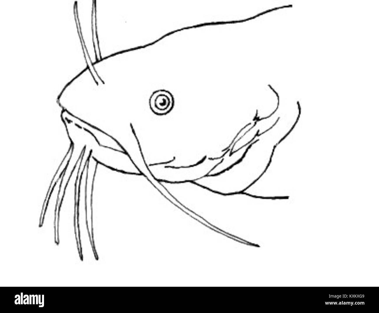 Barbel illustration Black and White Stock Photos & Images - Alamy