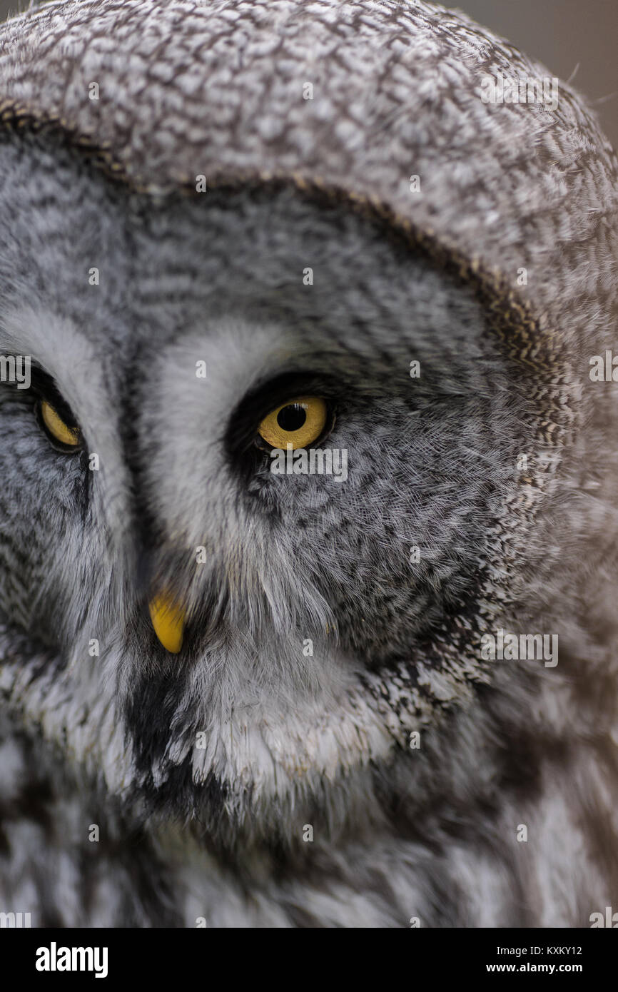 Great grey owl up-close Stock Photo - Alamy