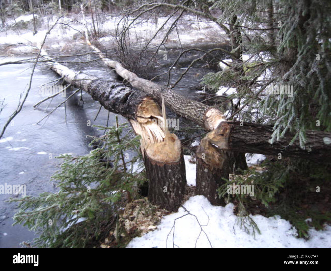 Beaver work hi-res stock photography and images - Alamy