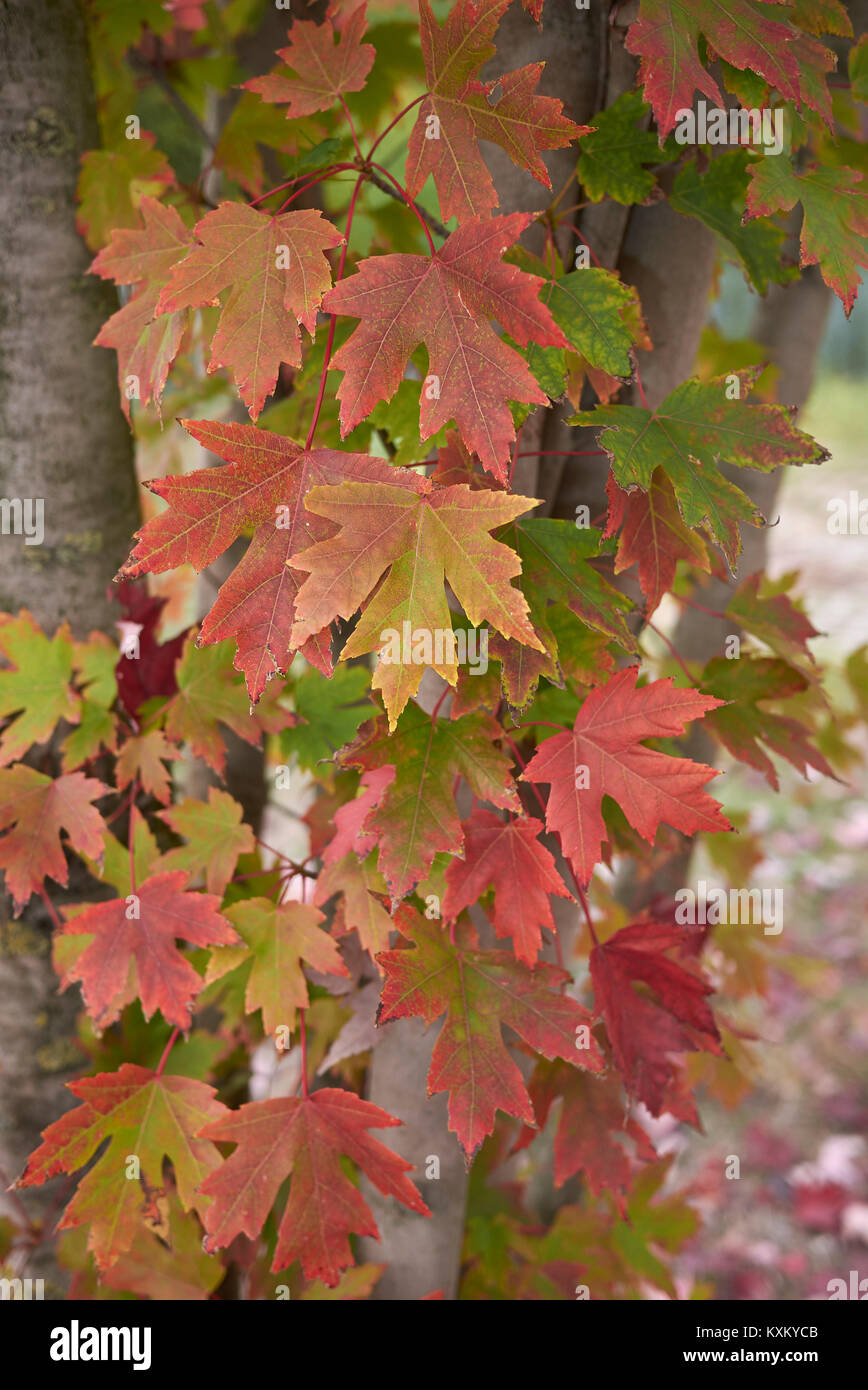 Swamp Maple High Resolution Stock Photography and Images - Alamy