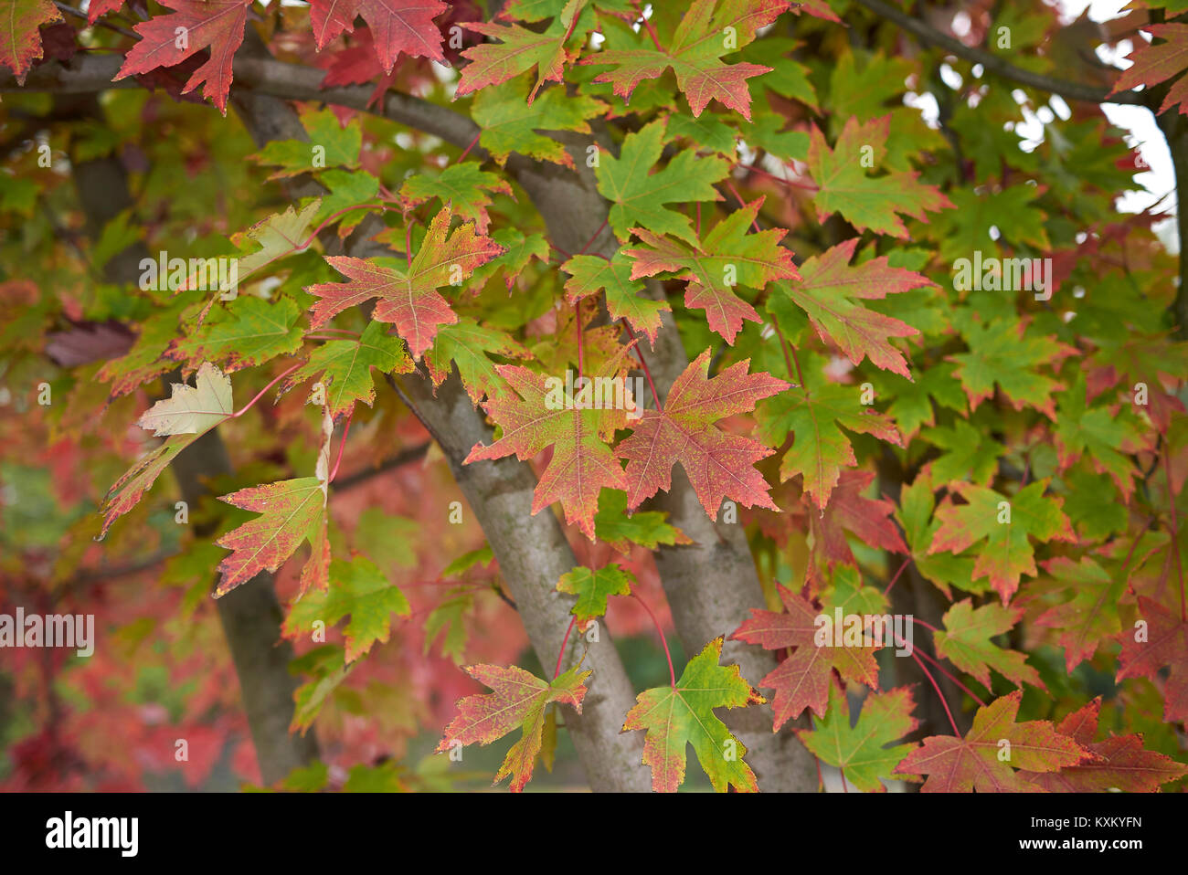 Swamp Maple High Resolution Stock Photography and Images - Alamy