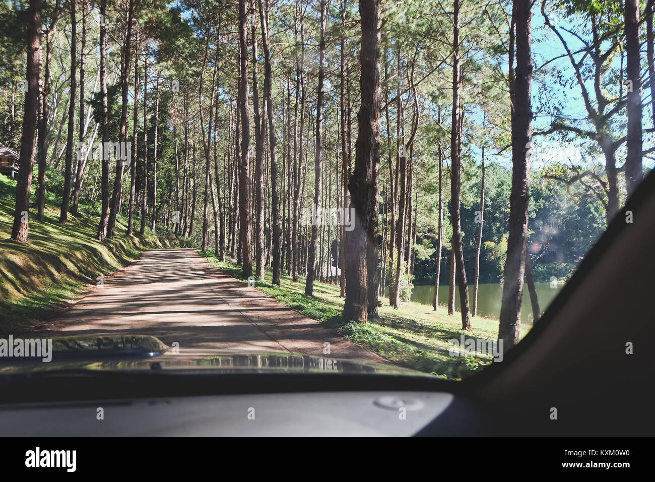 pine forest at Pang Tong Under Royal Forest Park ( Pang ung ) at Mae ...