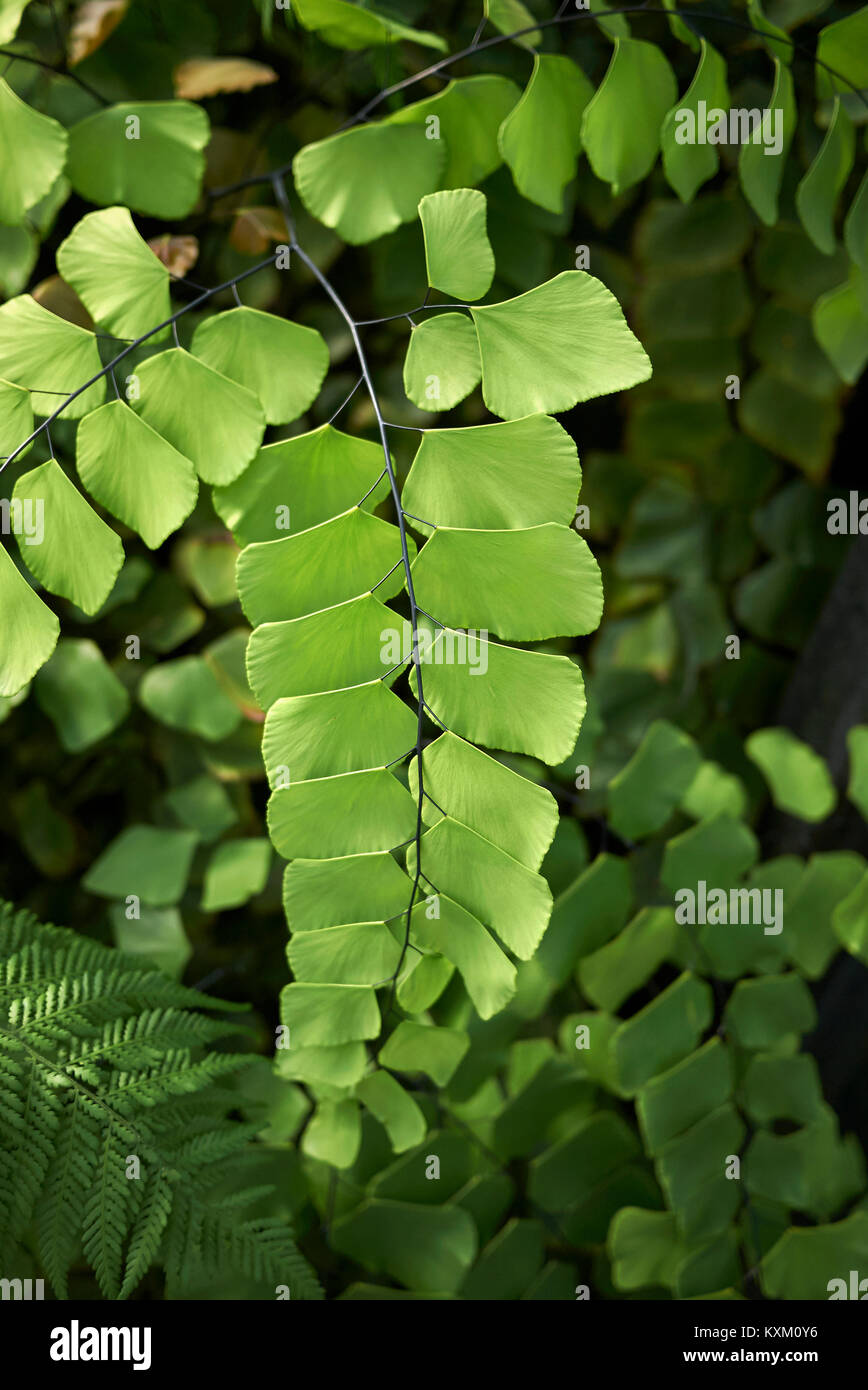 Trapezoid maidenhair hi-res stock photography and images - Alamy