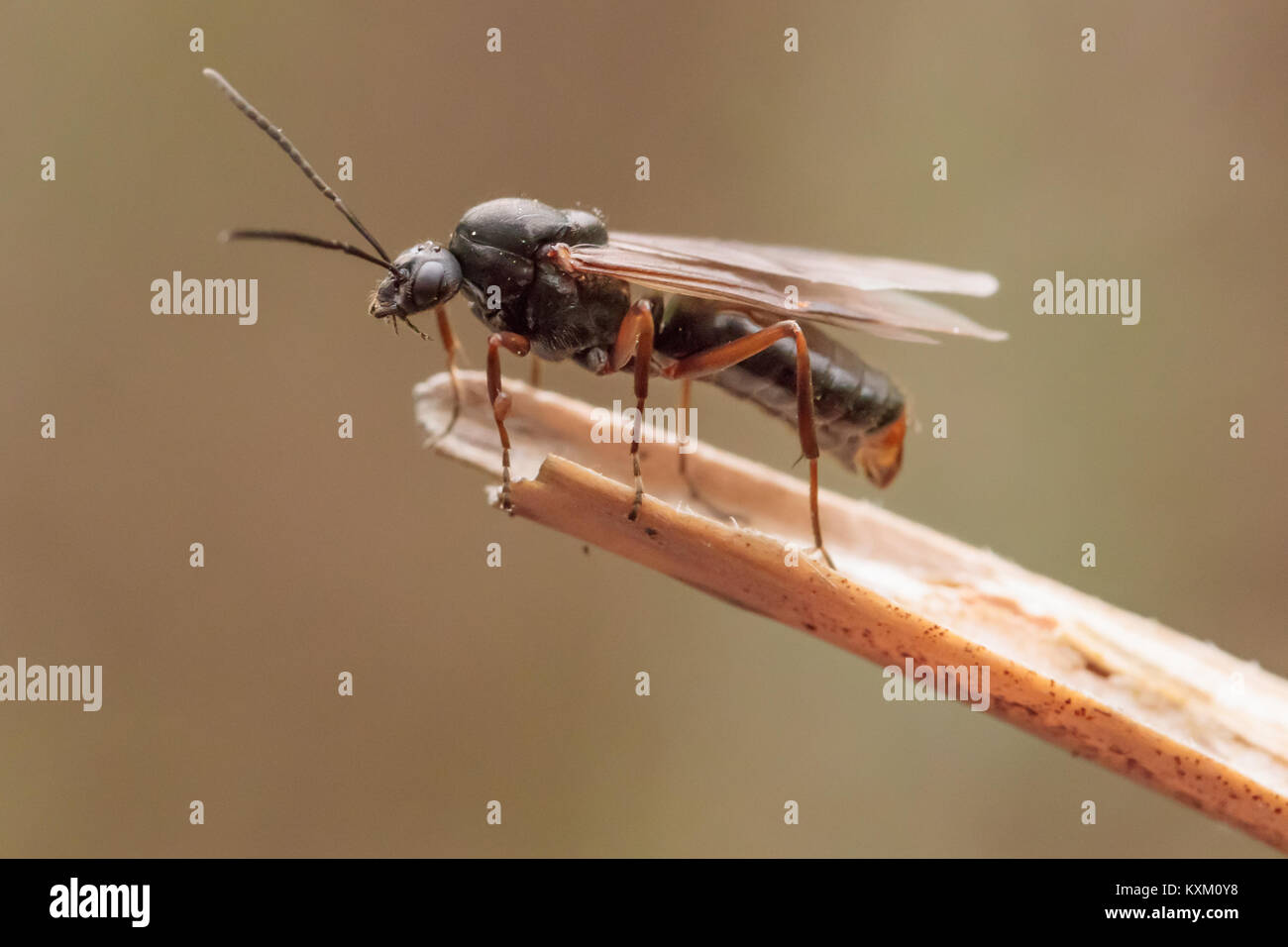 Wood ant (Formica rufa) male. Surrey, UK Stock Photo - Alamy