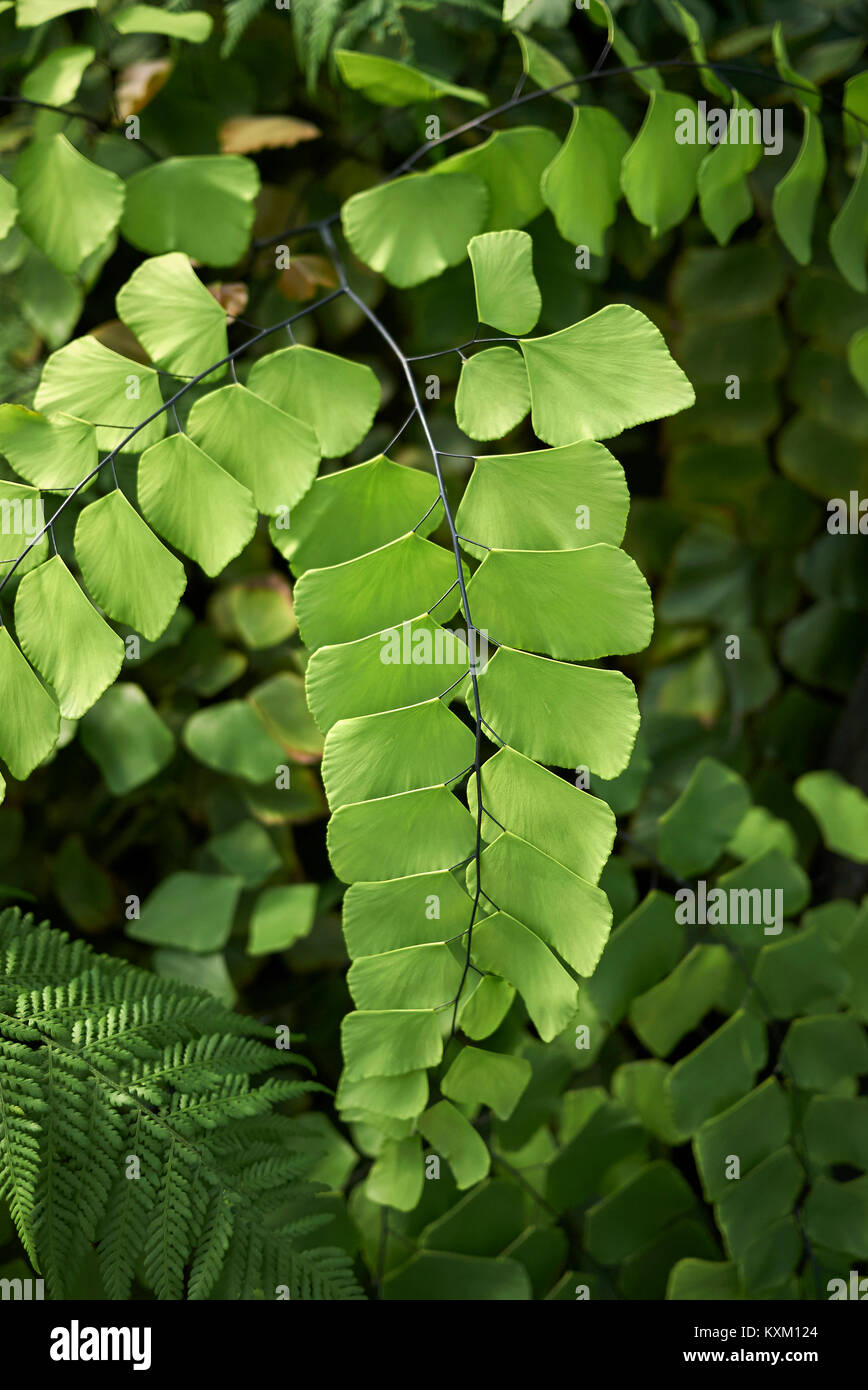 Trapezoid maidenhair hi-res stock photography and images - Alamy
