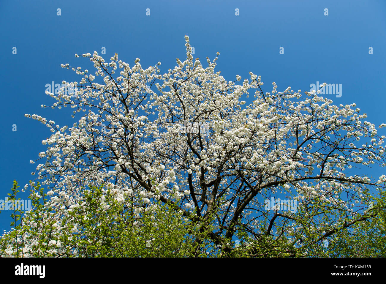 fruit blossom in spring Stock Photo - Alamy
