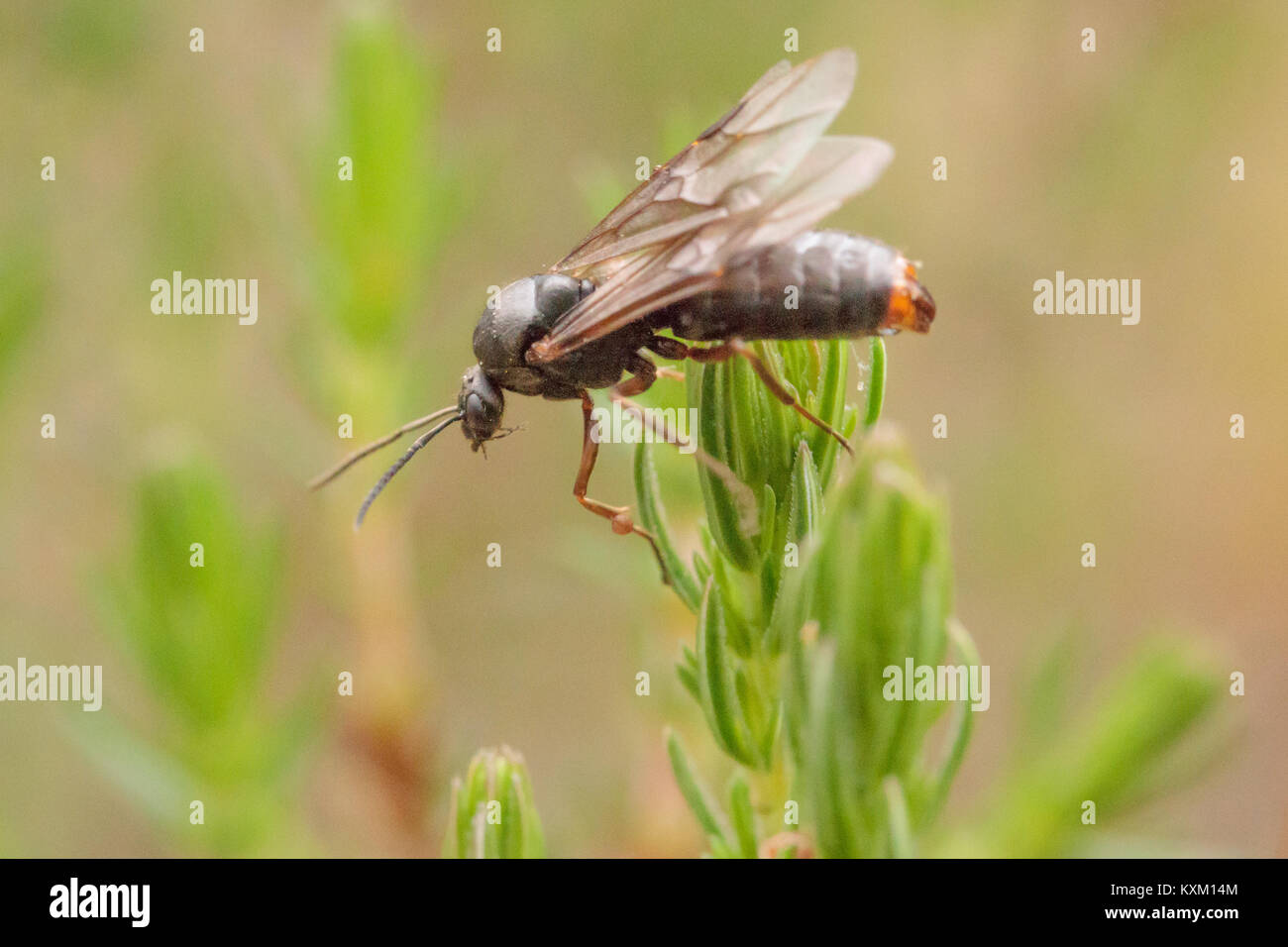 Wood ant (Formica rufa) male. Surrey, UK Stock Photo - Alamy