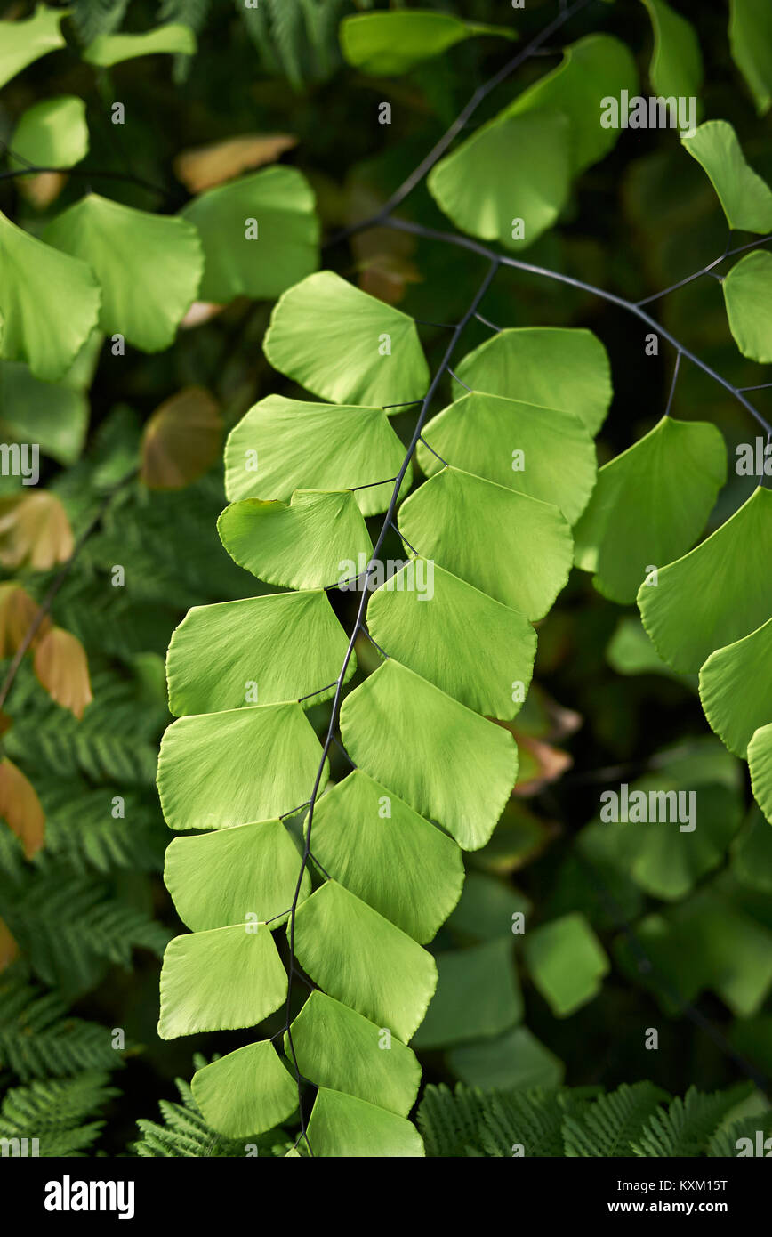 Trapezoid maidenhair hi-res stock photography and images - Alamy