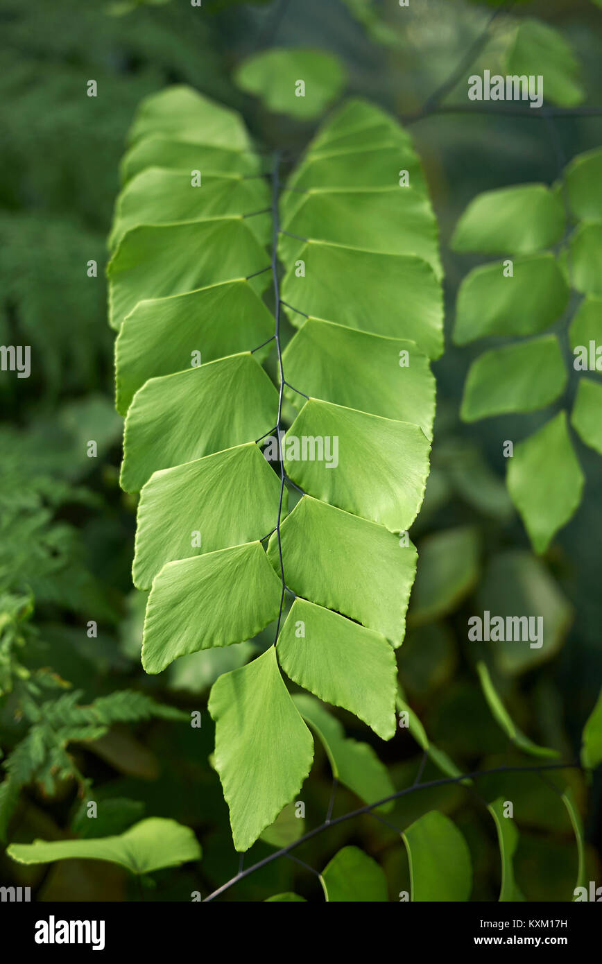 Trapezoid maidenhair hi-res stock photography and images - Alamy