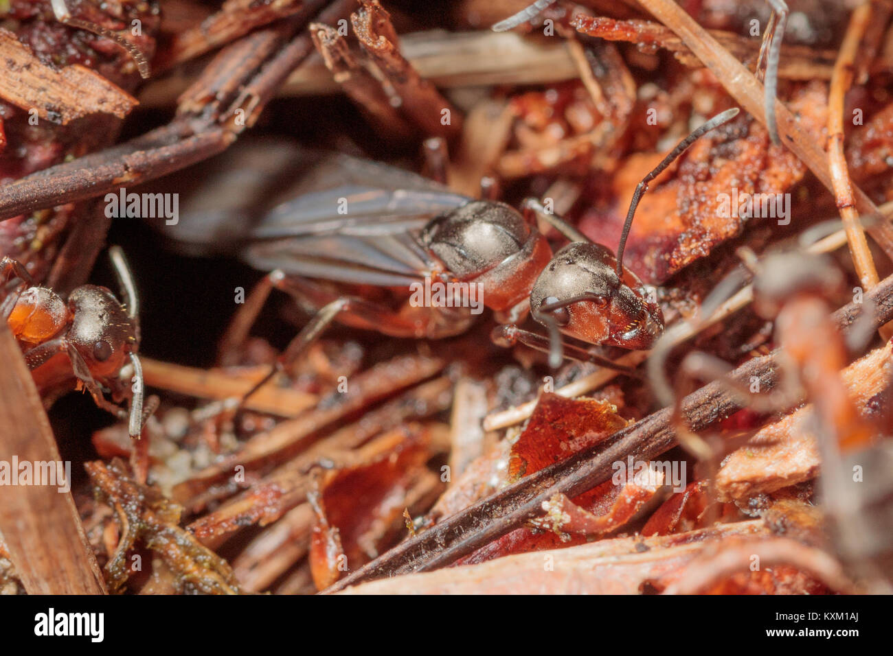 Queen ant nest hi-res stock photography and images - Alamy