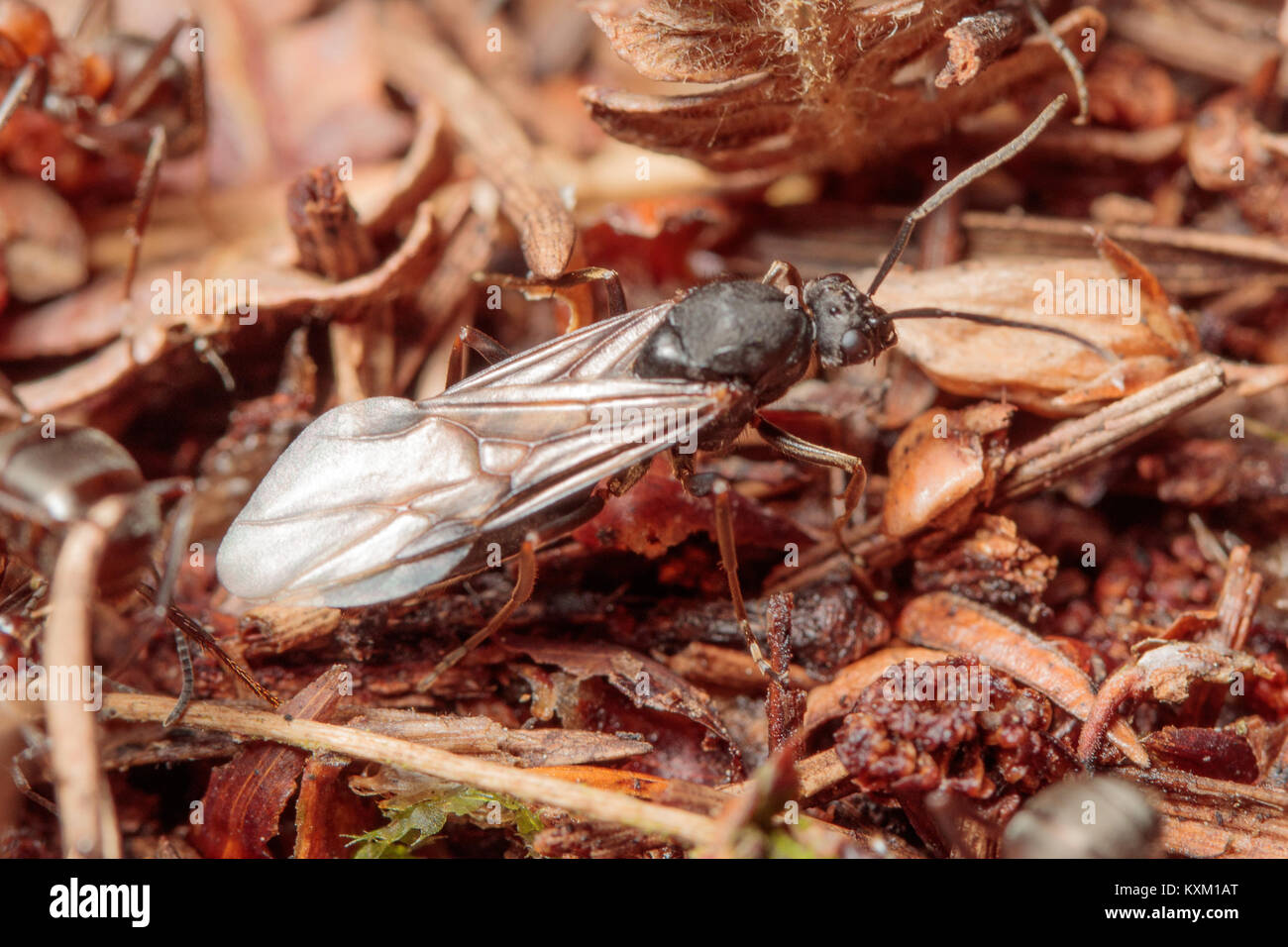 Male wood ant hi-res stock photography and images - Alamy