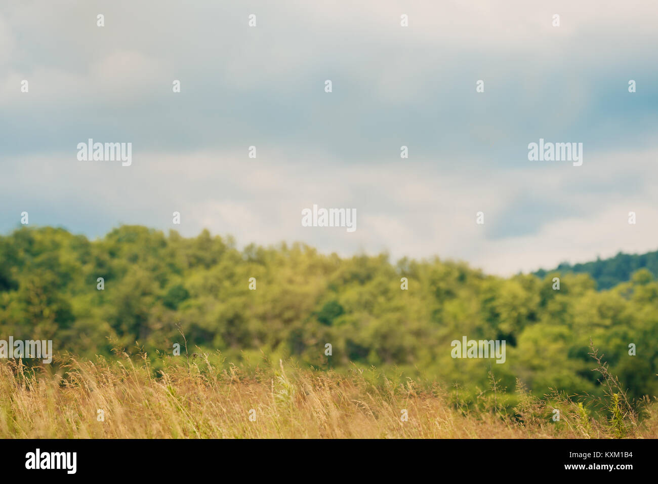 Summer meadow backdrop Stock Photo - Alamy