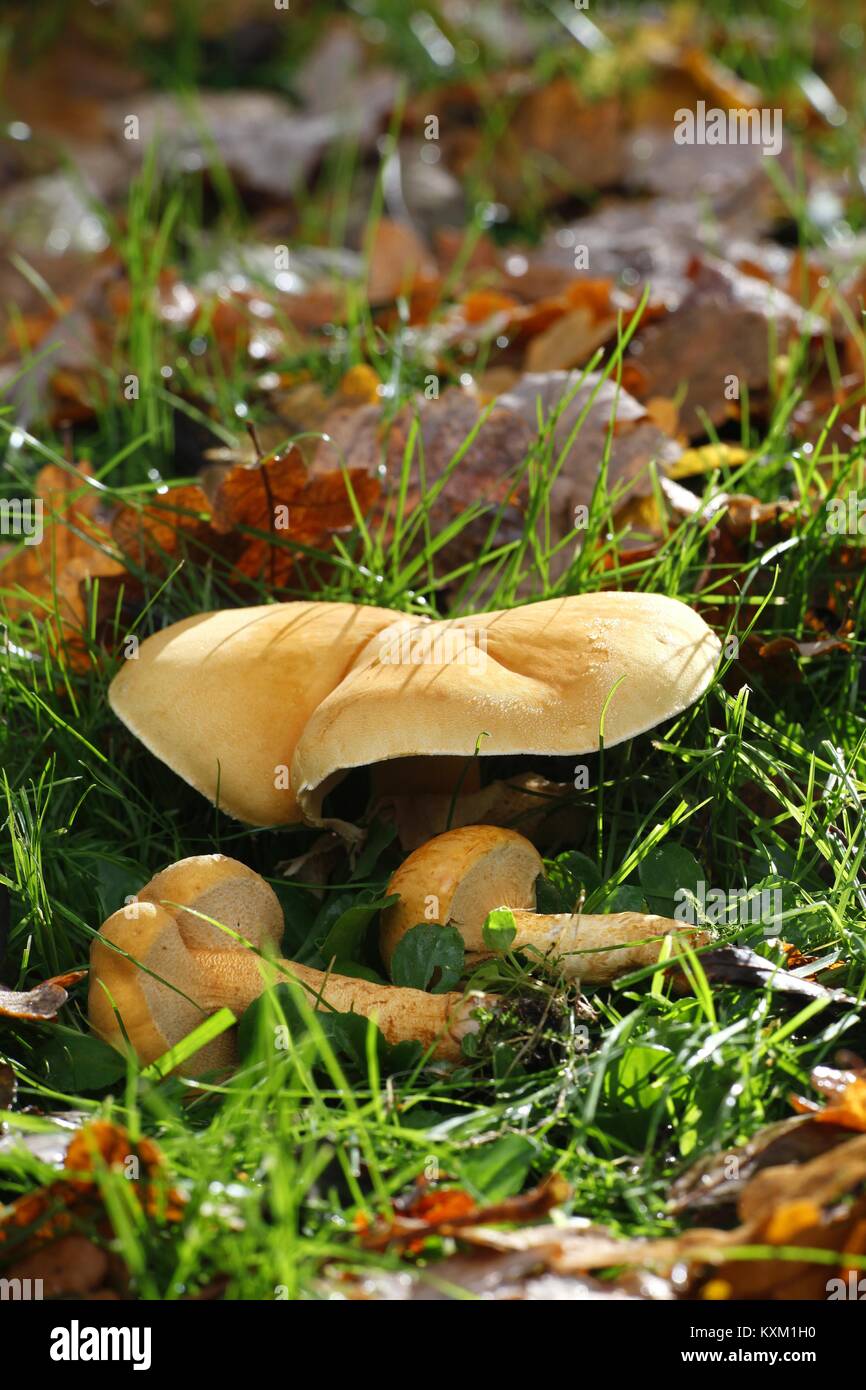 Golden Bootleg or Golden Cap, Phaeolepiota aurea, a beautiful mushroom ...