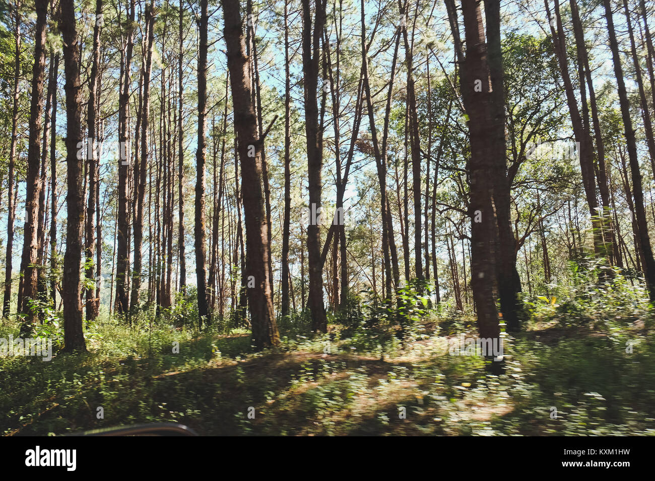 pine forest at Pang Tong Under Royal Forest Park ( Pang ung ) at Mae ...