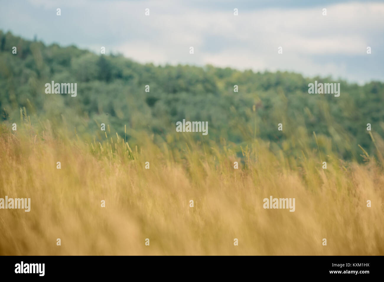 Summer meadow backdrop Stock Photo - Alamy