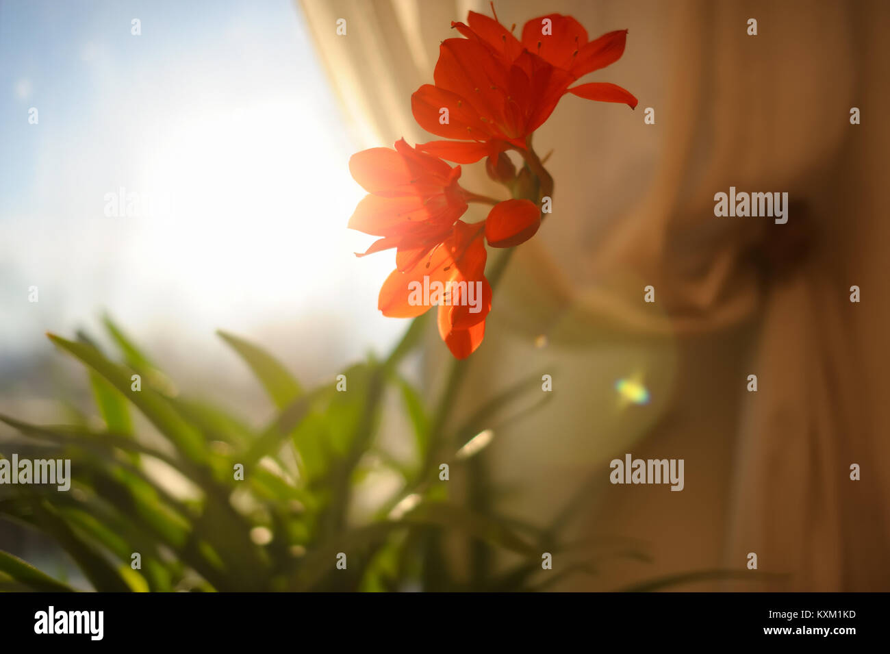 Morning light window hi-res stock photography and images - Alamy
