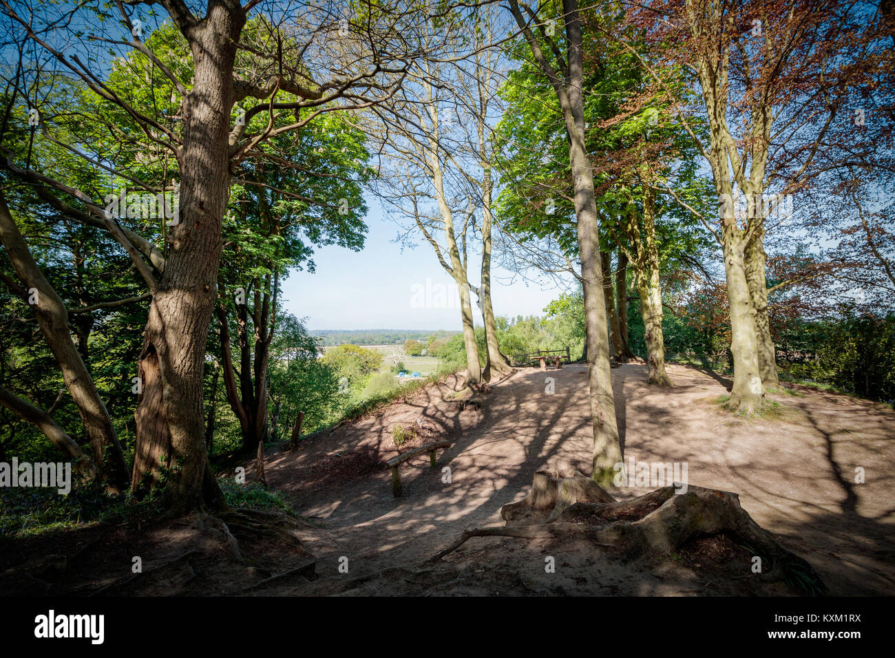 Woodland scene above the River Mole. Esher Commons, Surrey Stock Photo ...