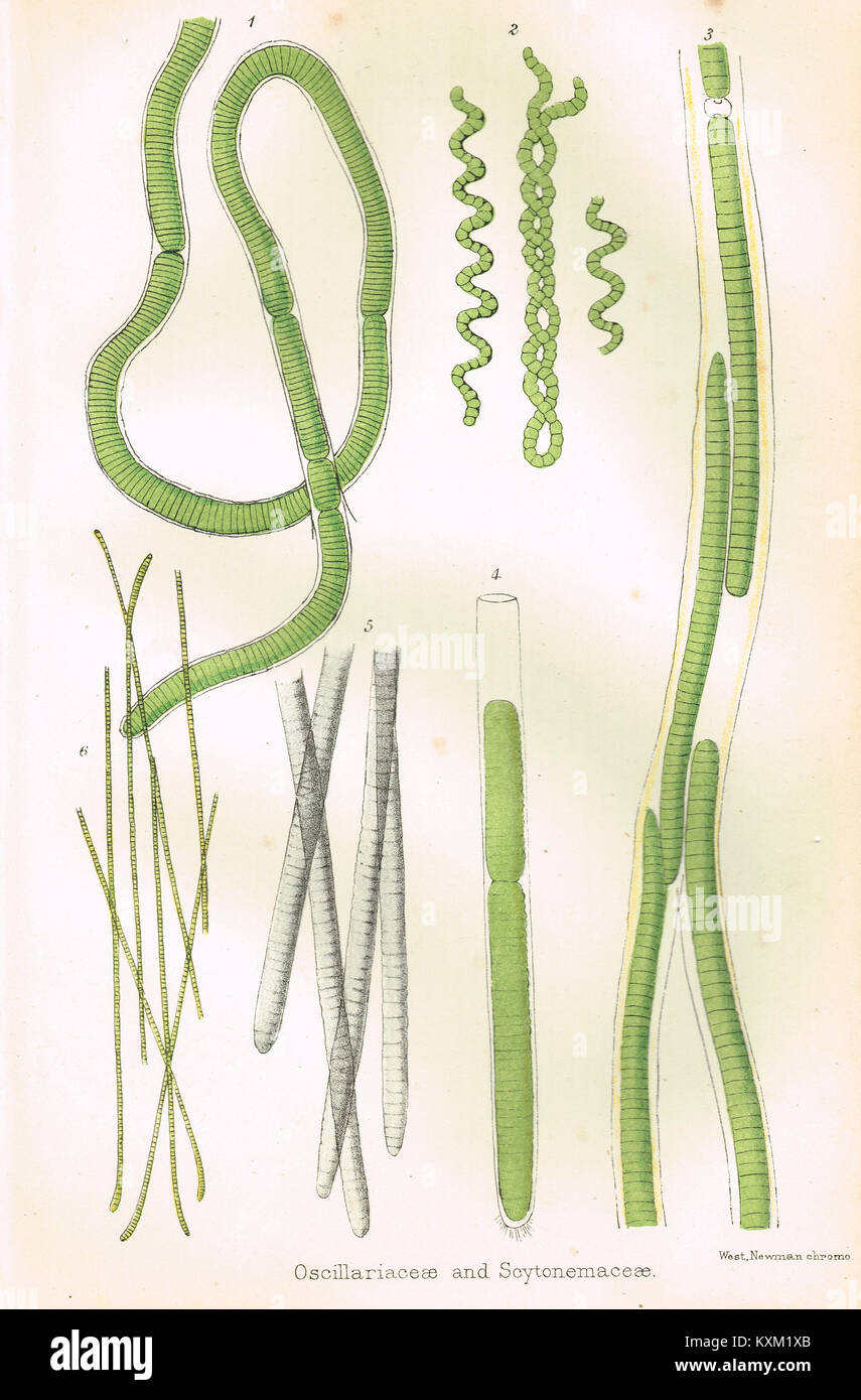 Oscillatoriaceae and scytonemaceae hi-res stock photography and images - Alamy