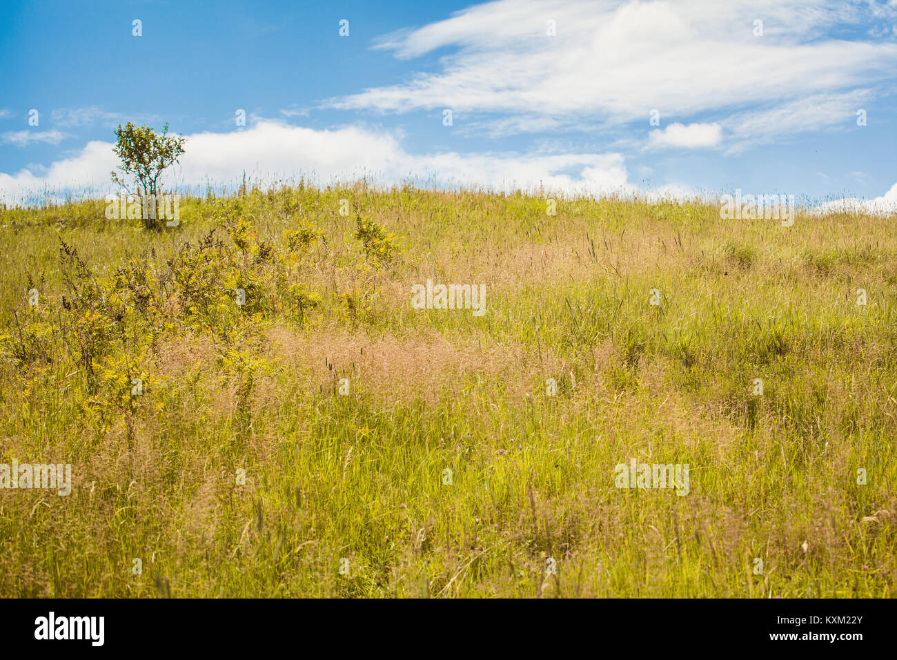 Dry grass field of countryside Stock Photo - Alamy