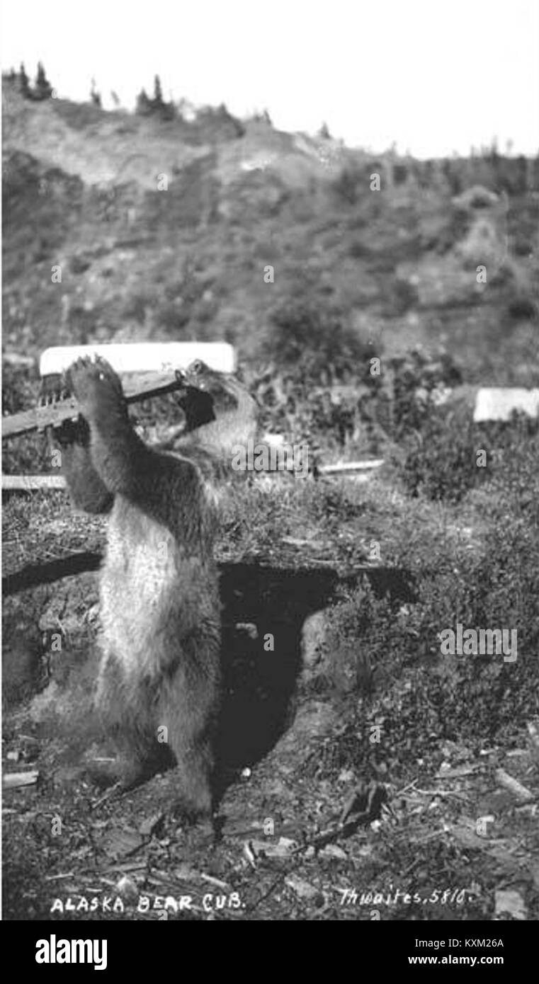 This image depicts a bear cub in Alaska, circa 1912, captured by ...